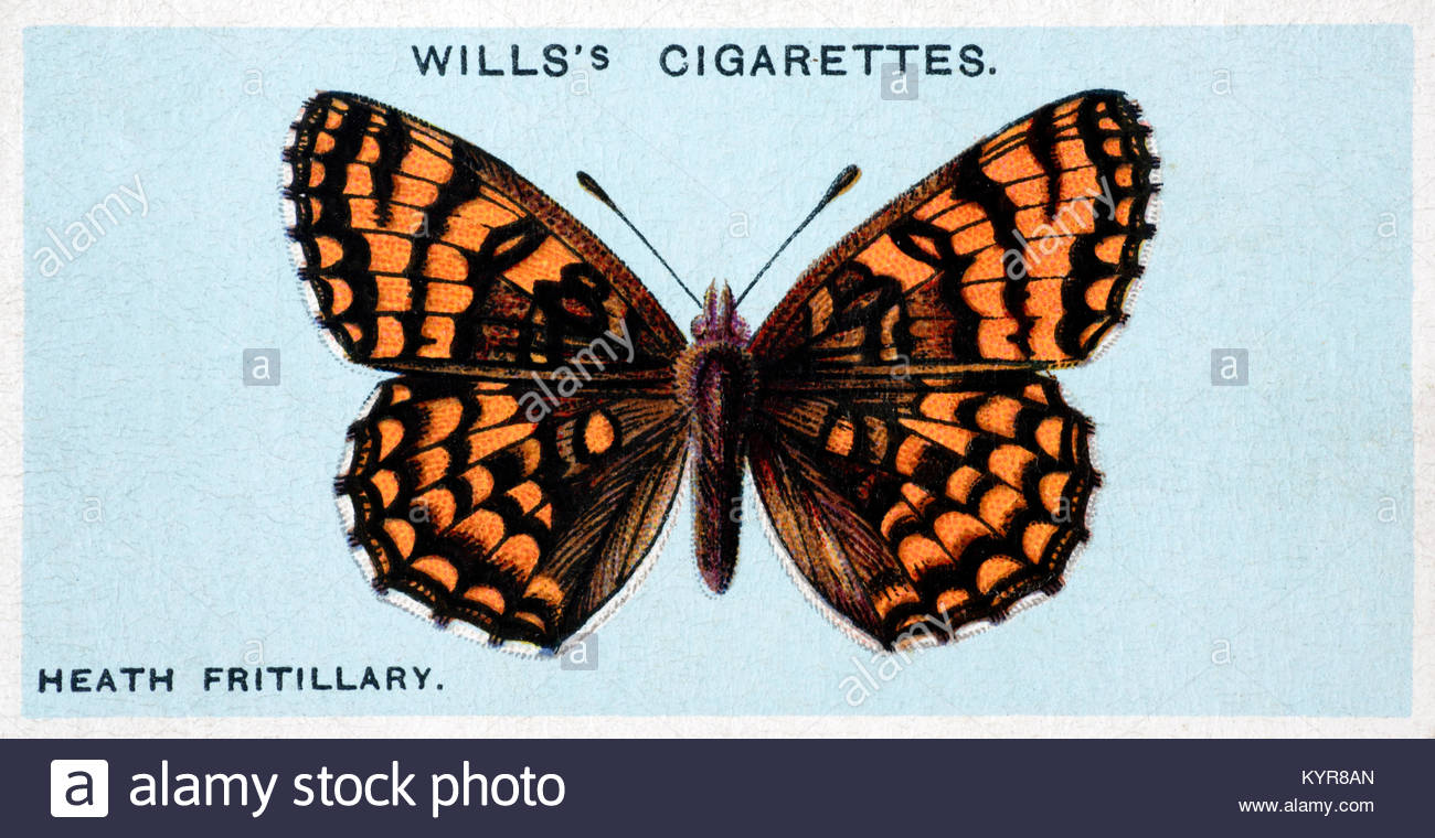 Heath Fritillary Butterfly, vintage illustration from 1927 Stock Photo ...