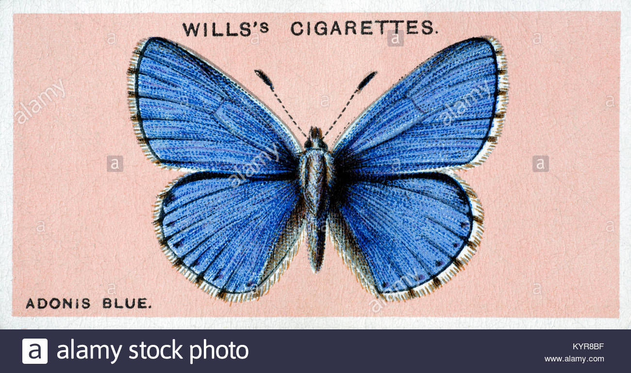 Adonis Blue Butterfly, vintage illustration from 1927 Stock Photo - Alamy