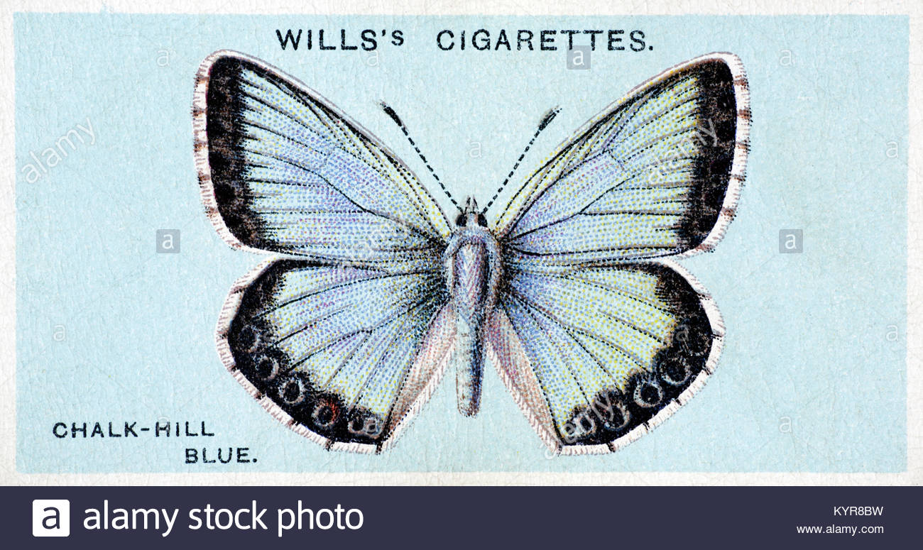 Chalk-Hill Blue Butterfly, vintage illustration from 1927 Stock Photo ...