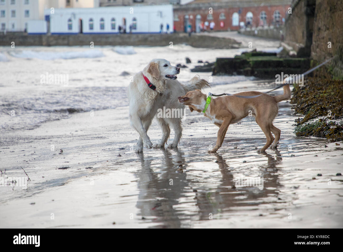 dogs playing on beach Stock Photo - Alamy
