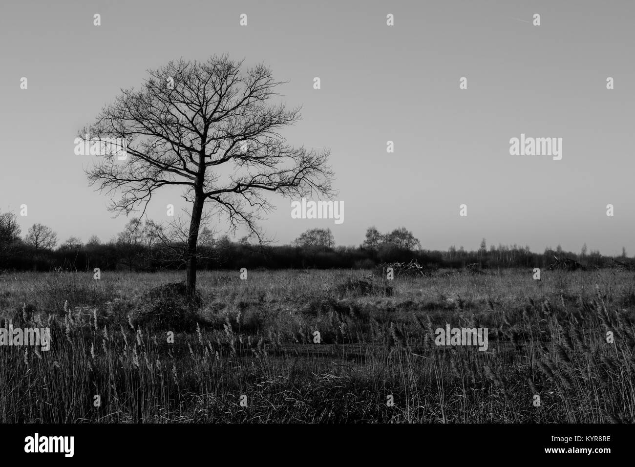 Black and white free standing tree, B&W Stock Photo - Alamy