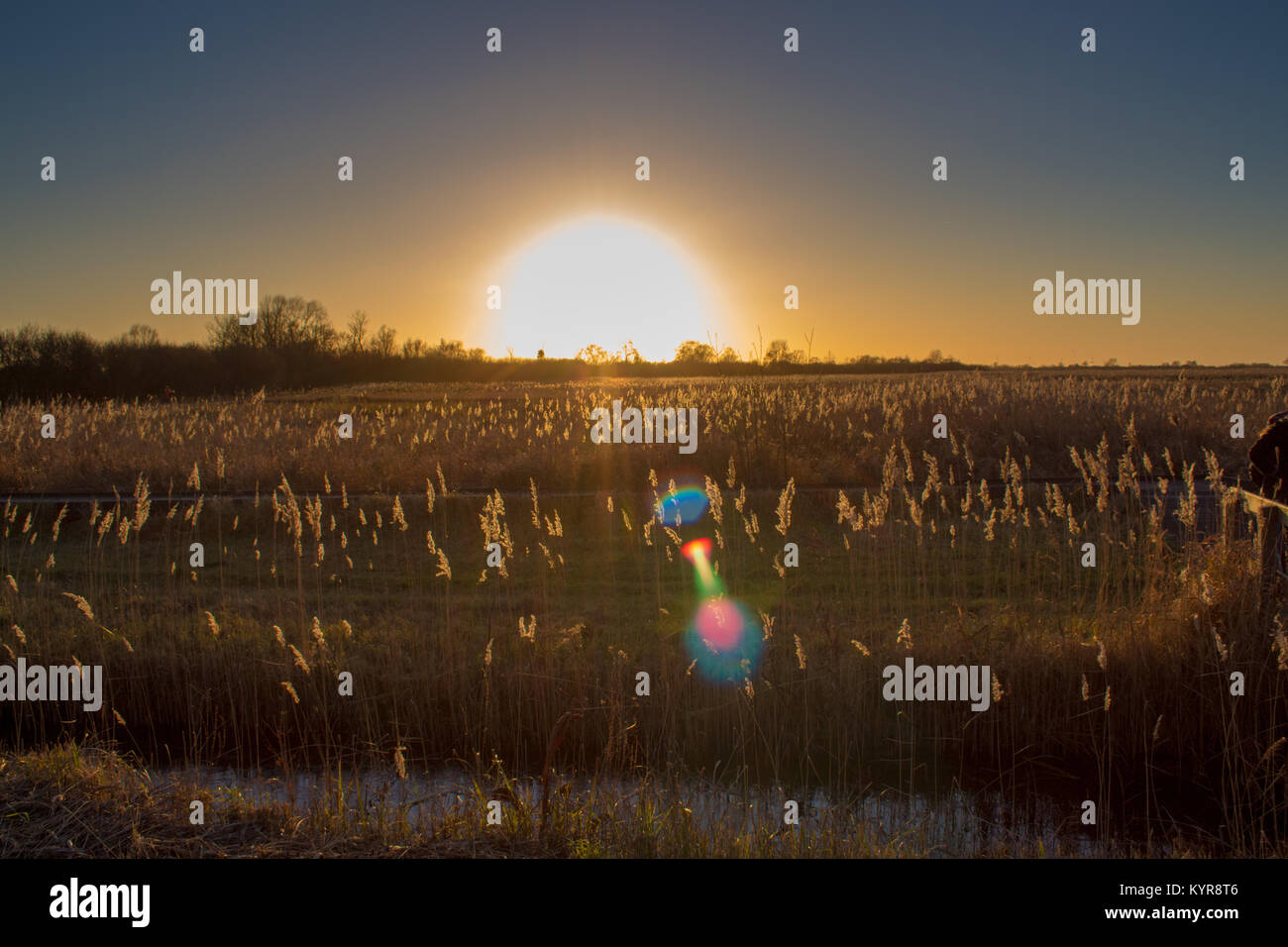 Sunset in Wicken Fen Nature Reserve, National Trust Stock Photo - Alamy