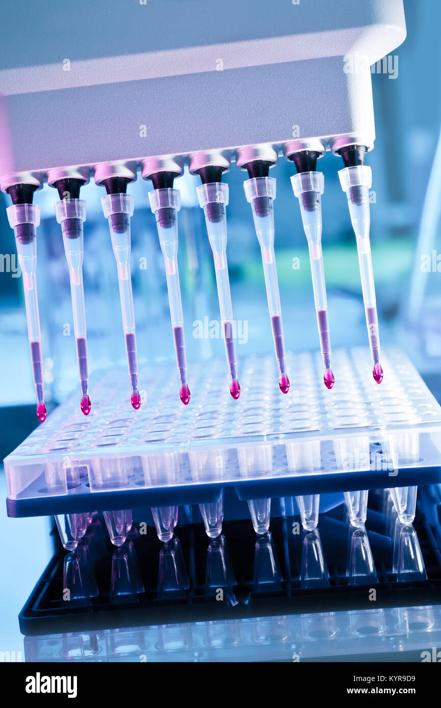 Closeup on automatic multipipette tips over 96 well plate for DNA ...