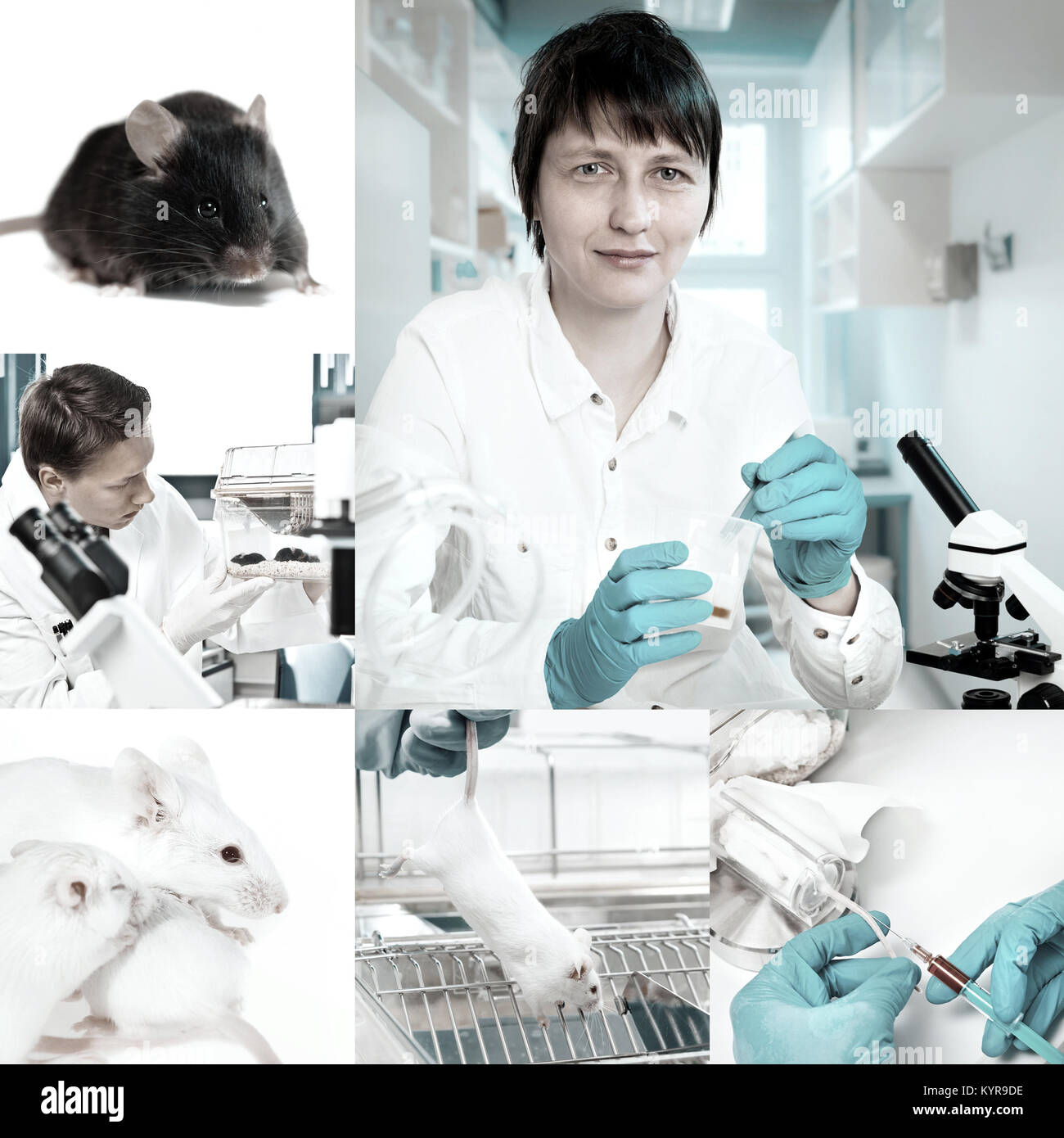 Lab mice hi-res stock photography and images - Alamy