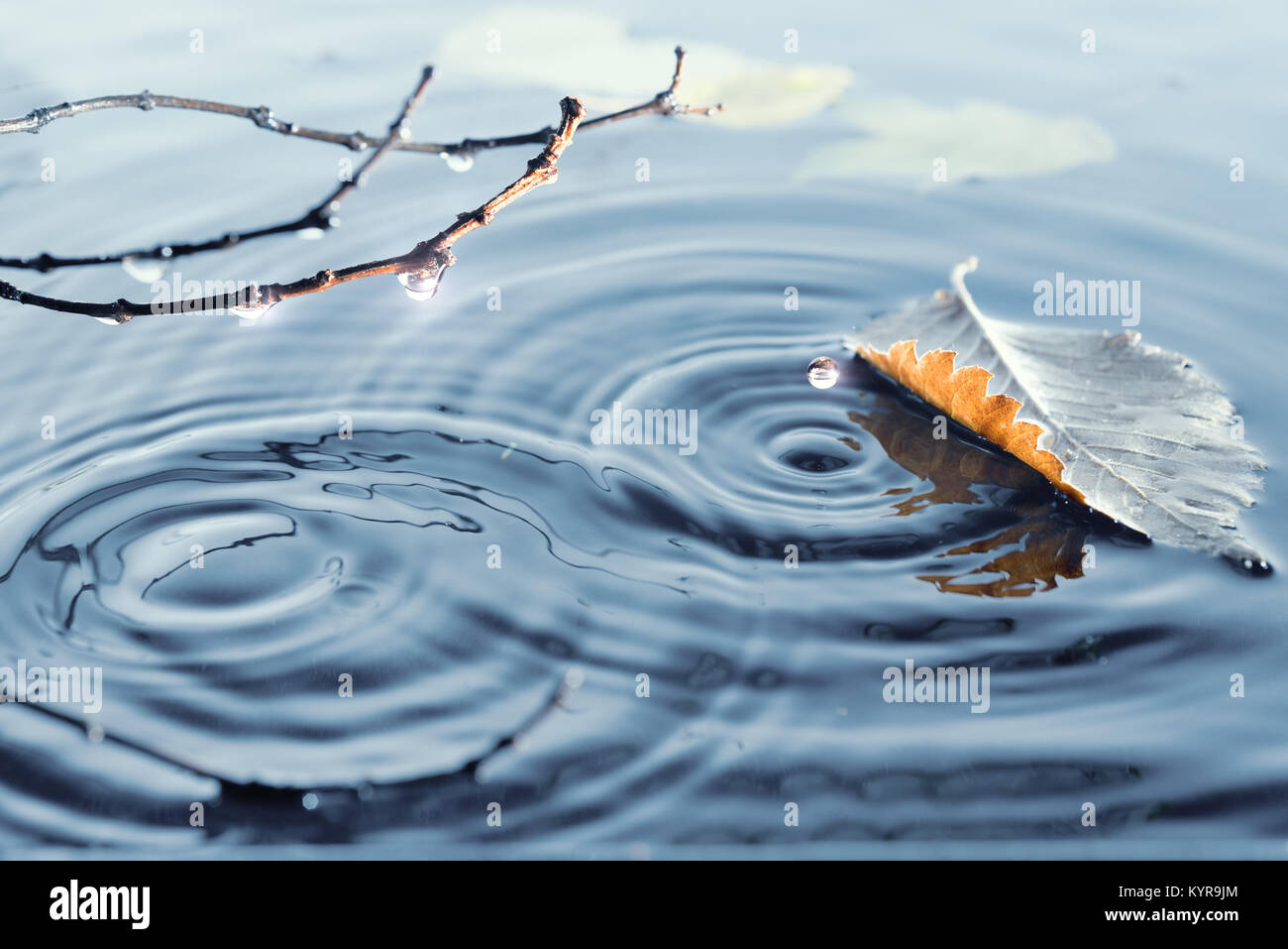 Rippled leaf surface hi-res stock photography and images - Alamy