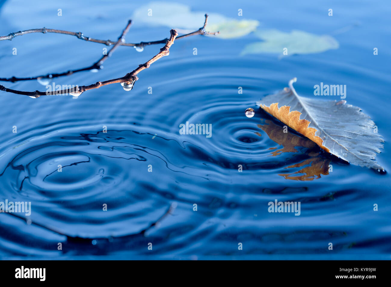 Rippled leaf surface hi-res stock photography and images - Alamy