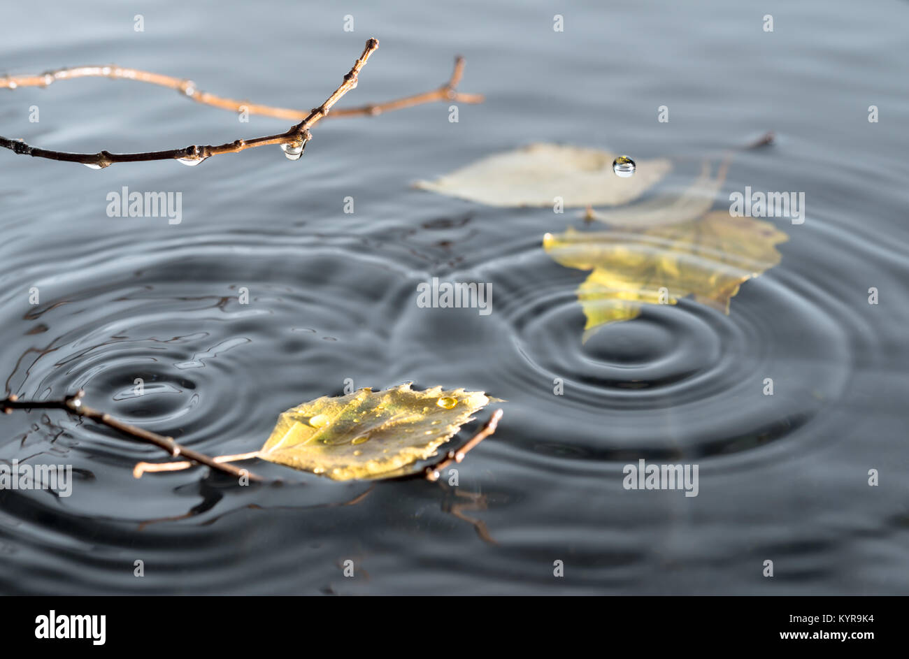 Rippled leaf surface hi-res stock photography and images - Alamy