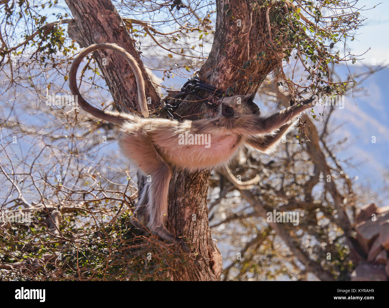 Grey Langurs (Semnopithecus entellus)from the top of the hill by the ...