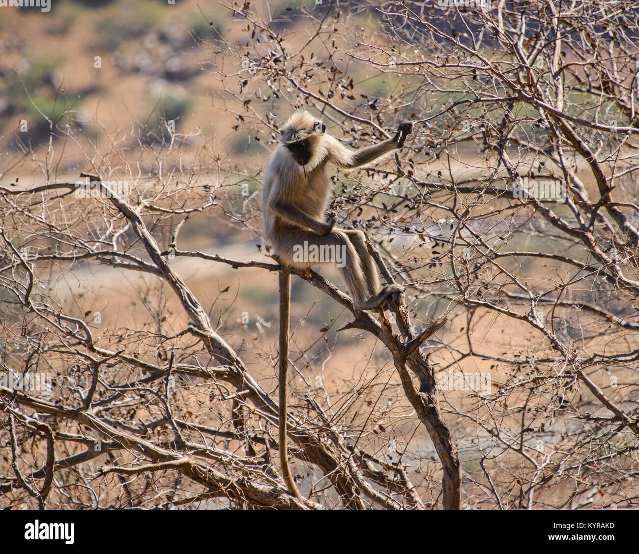 Grey Langurs (Semnopithecus entellus)from the top of the hill by the ...