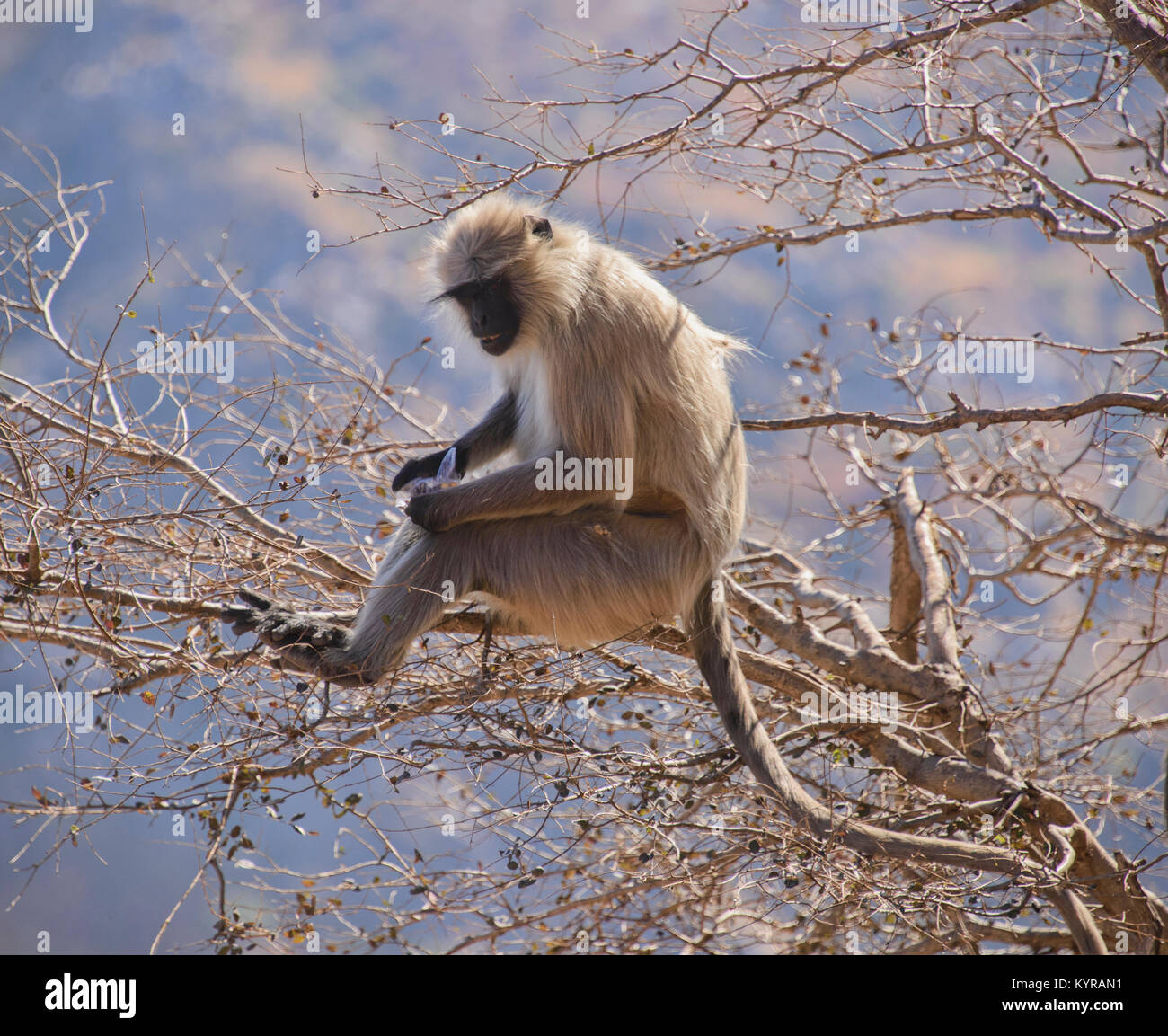 Grey Langurs (Semnopithecus entellus)from the top of the hill by the ...