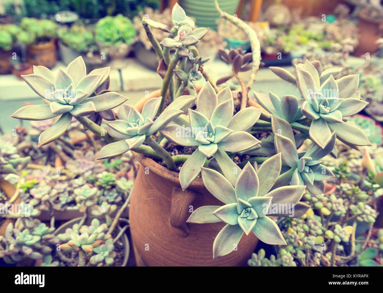 Miniature succulent plants in garden Stock Photo - Alamy
