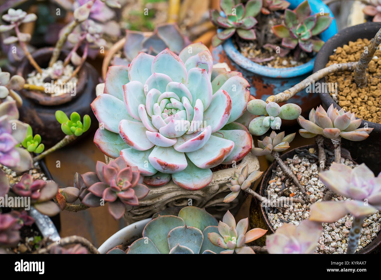 Miniature succulent plants in garden Stock Photo - Alamy