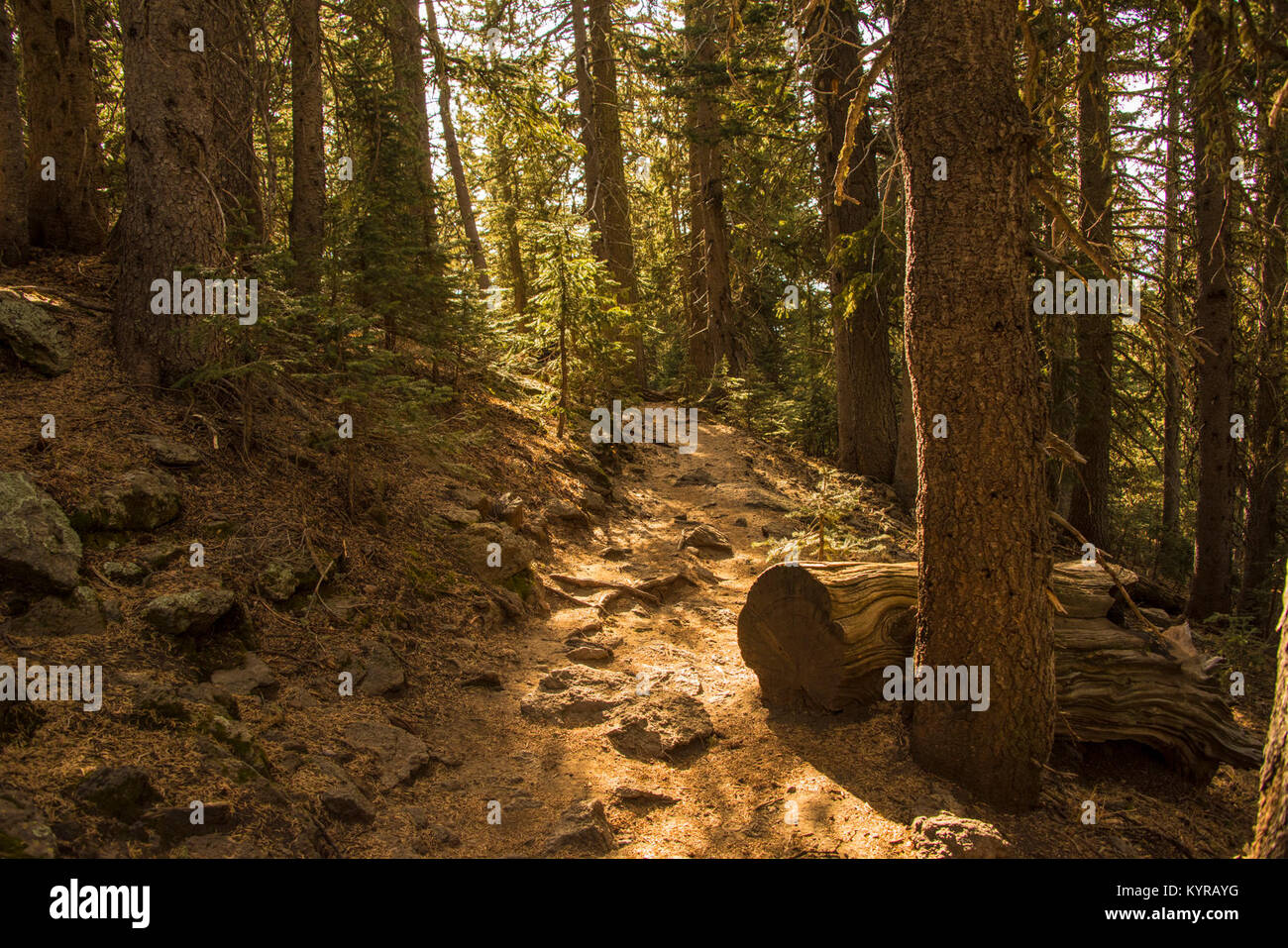 The sun light exposes a common trail in the Fort Tuthill Military ...