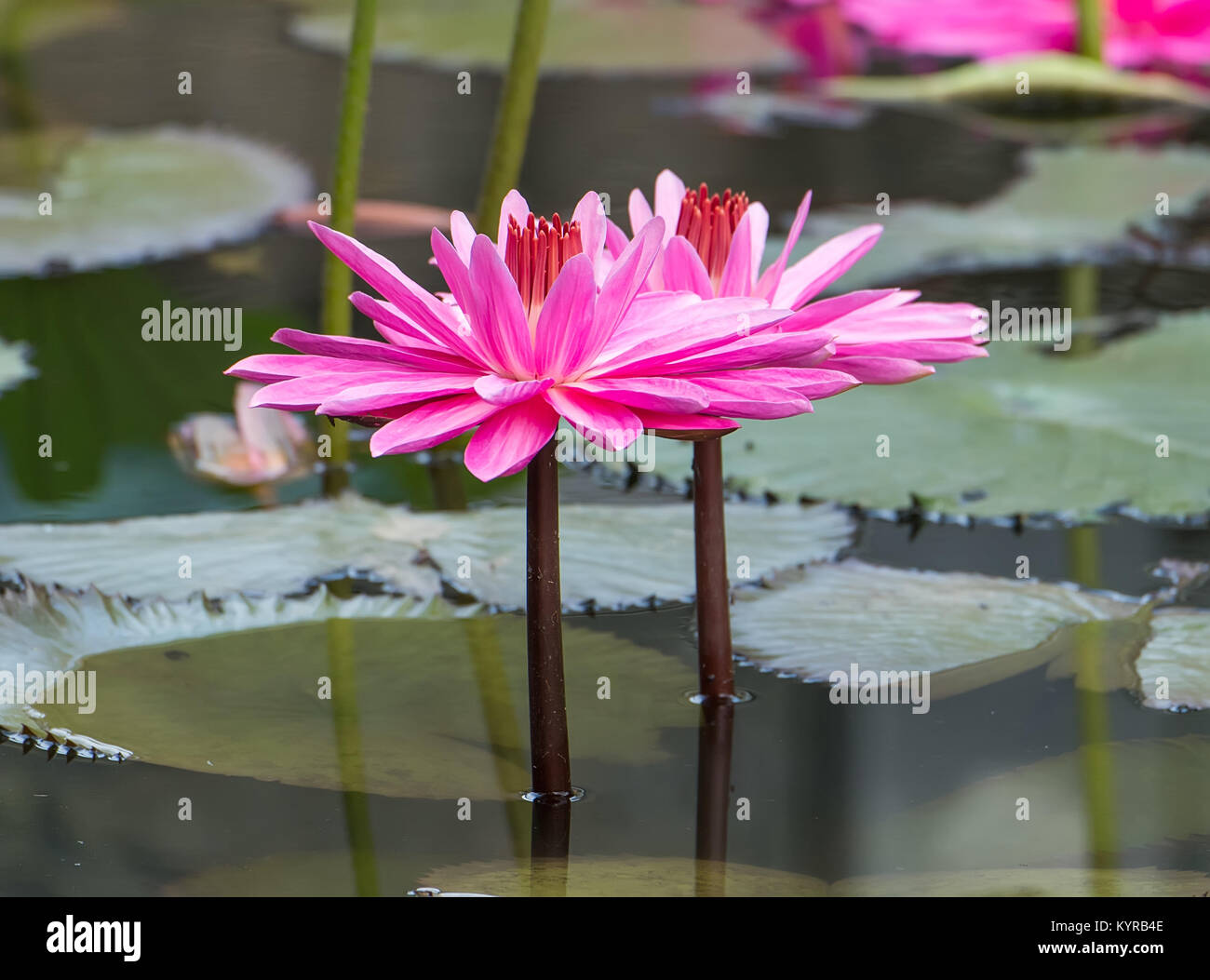 Lotus flower plants Stock Photo - Alamy