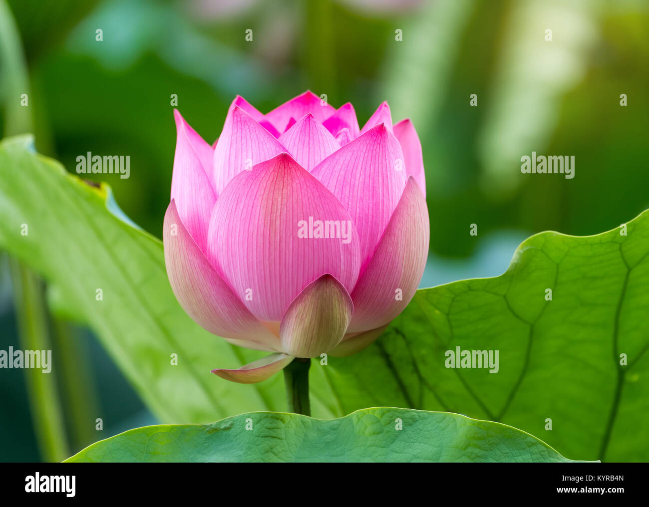 Lotus flower plants Stock Photo - Alamy