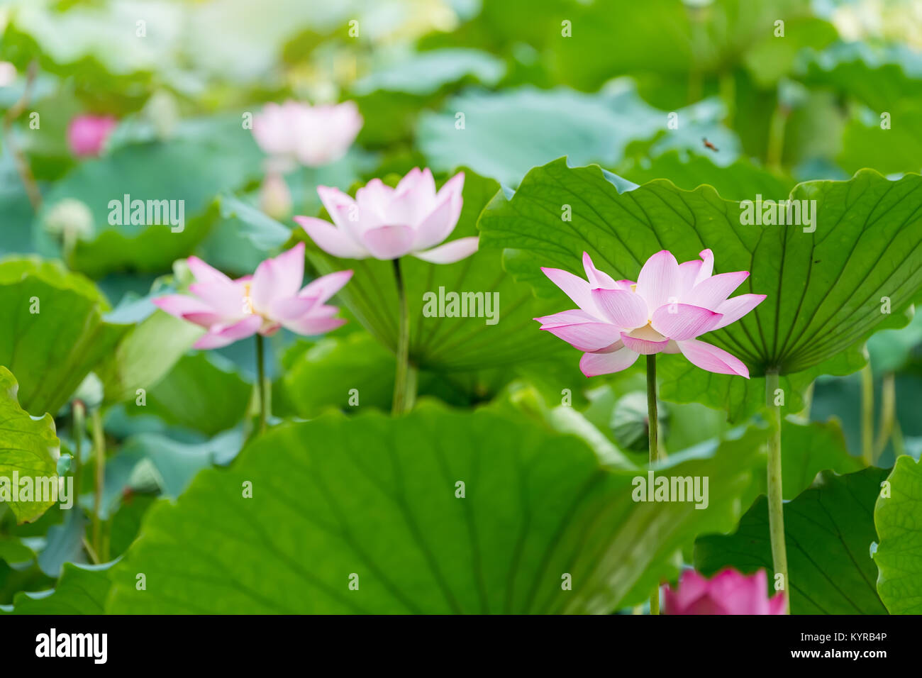 Lotus flower plants Stock Photo - Alamy