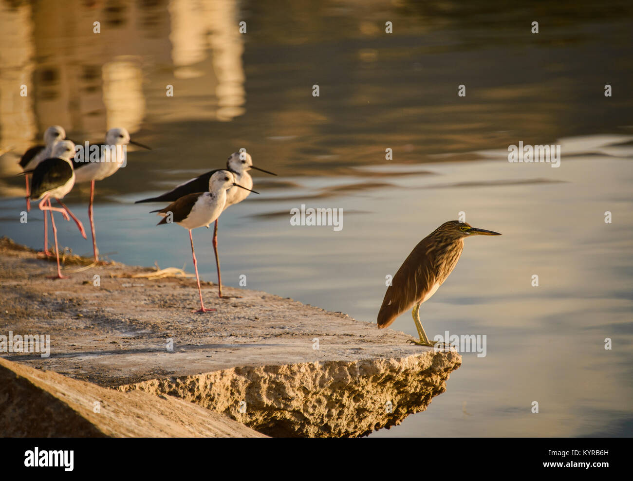 Indian pond heron (Ardeola grayii) on Pushkar Lake, Pushkar, Rajasthan ...