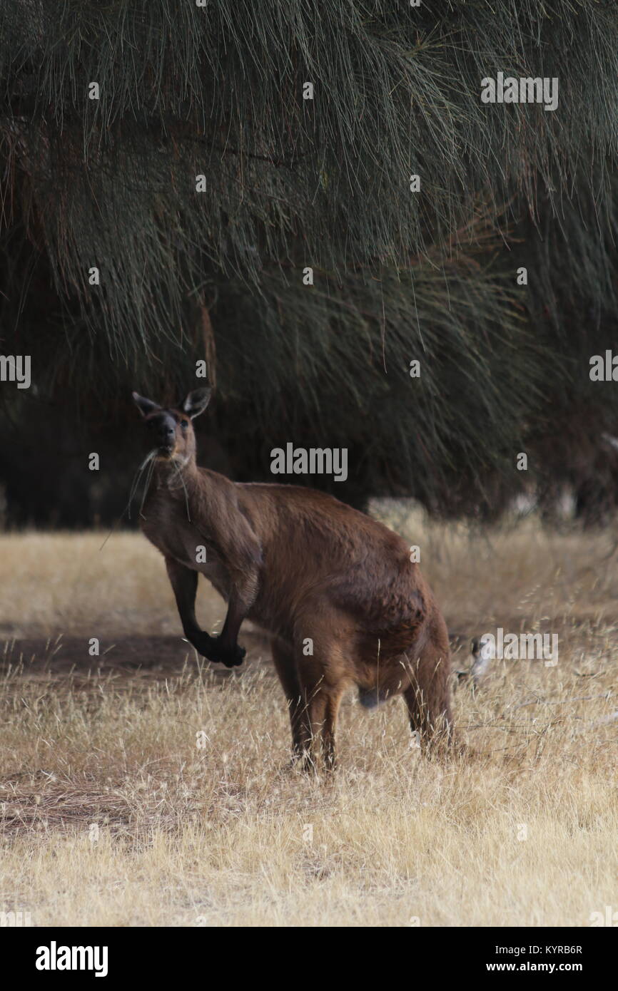 Animals of kangaroo island hi-res stock photography and images - Alamy