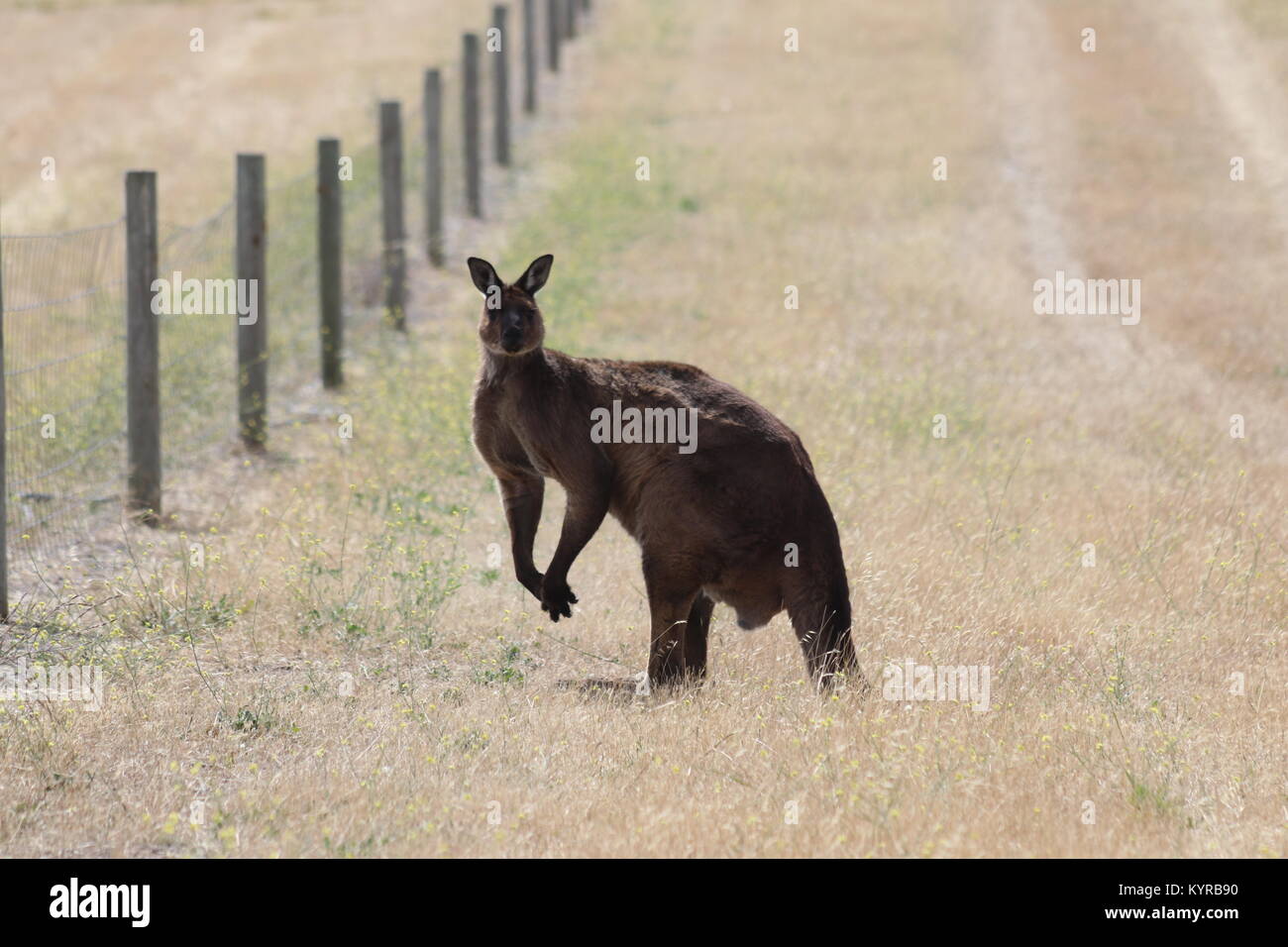 Animals of kangaroo island hi-res stock photography and images - Alamy