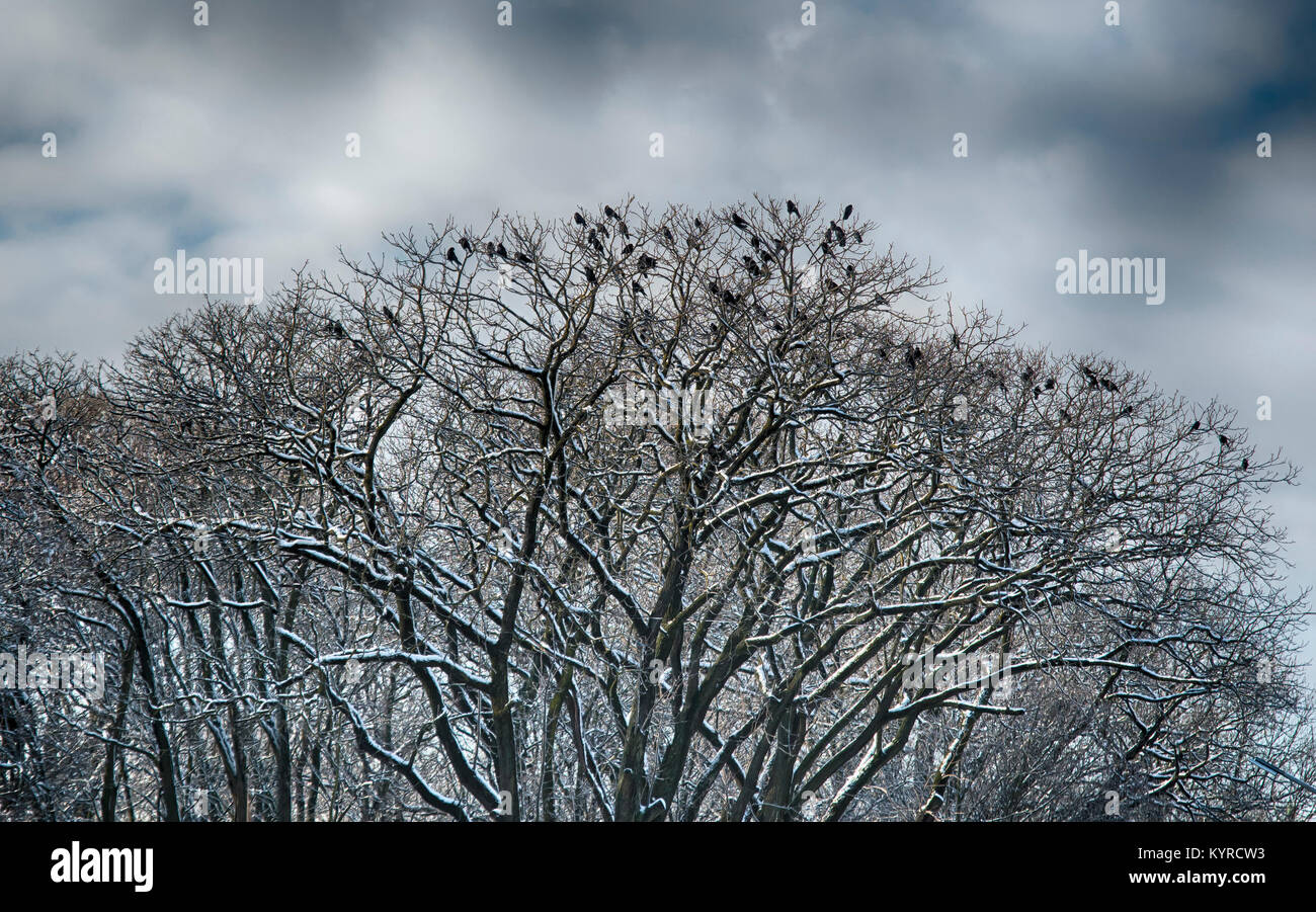 black crows on a tree. Aclose up Stock Photo - Alamy