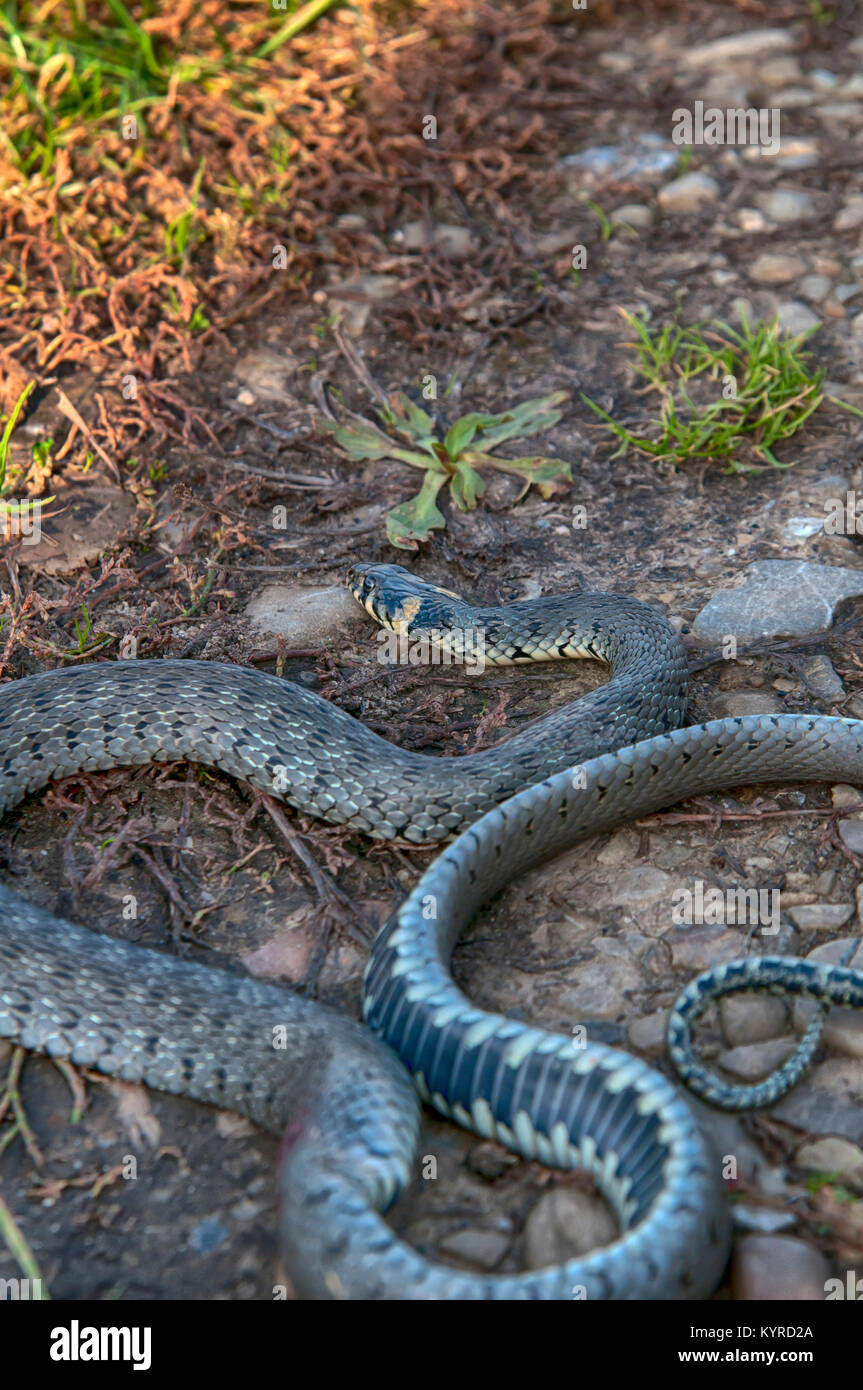 Snake in grass wilderness hi-res stock photography and images - Alamy