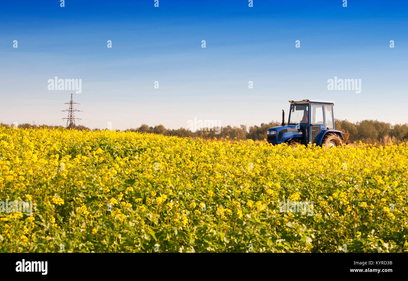 tractor in mid of the canola field Stock Photo - Alamy