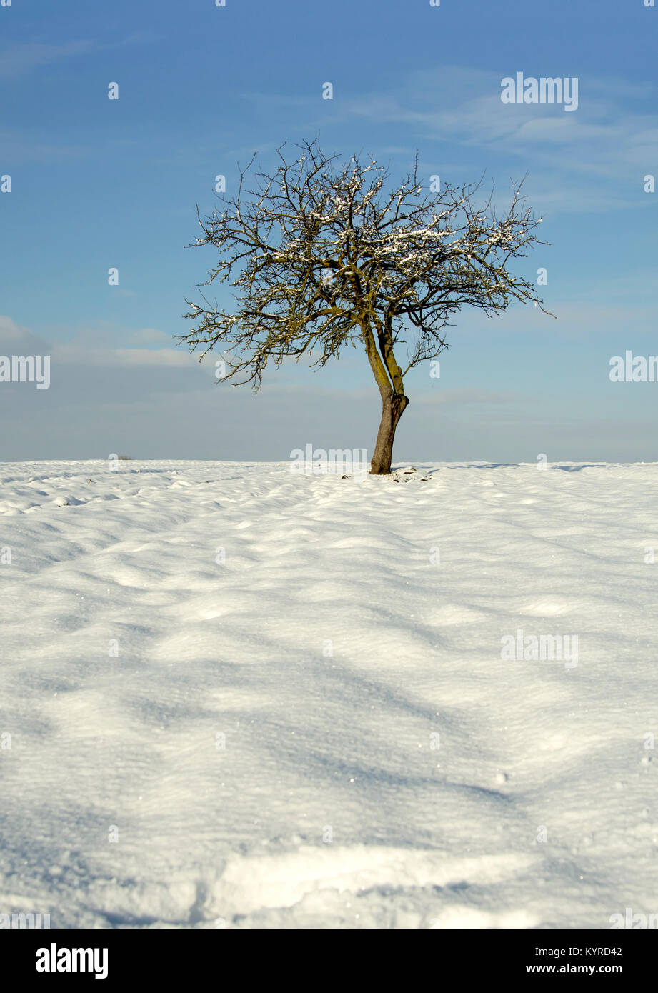 Snow pear tree hi-res stock photography and images - Alamy