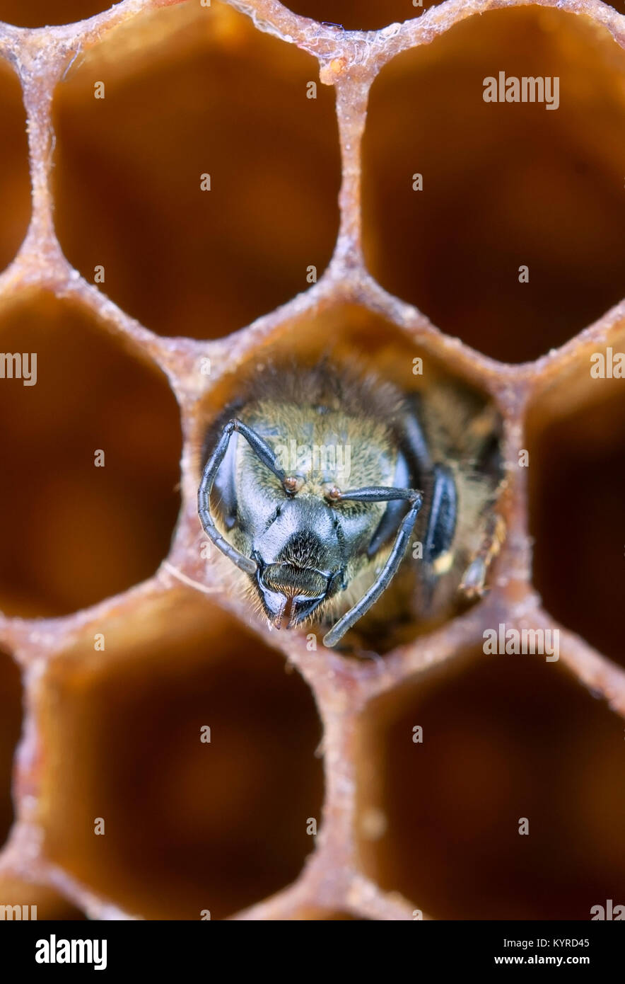 yong bee inside honeycomb. Close up Stock Photo - Alamy