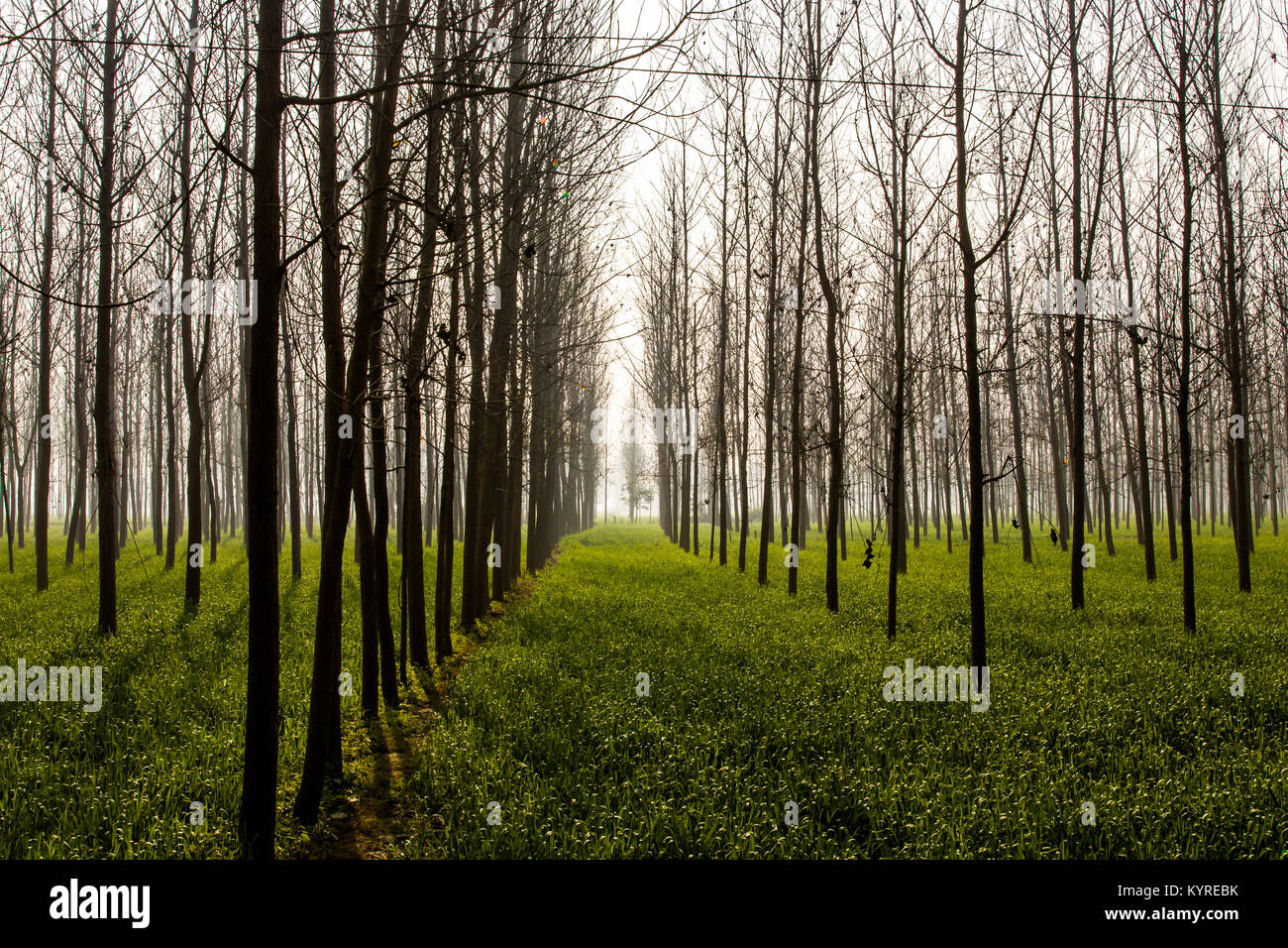 Symmetrical Beauty of Poplar Tree Farm In Dehradun, India Stock Photo ...