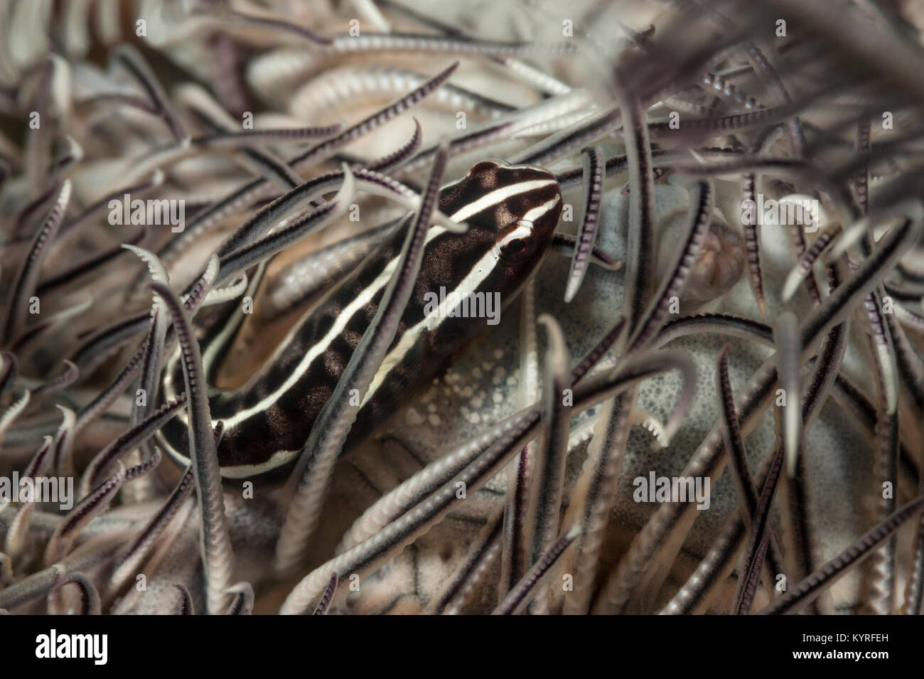 Clingfish (Discotrema crinophila) on the Body of a crinoid Stock Photo ...