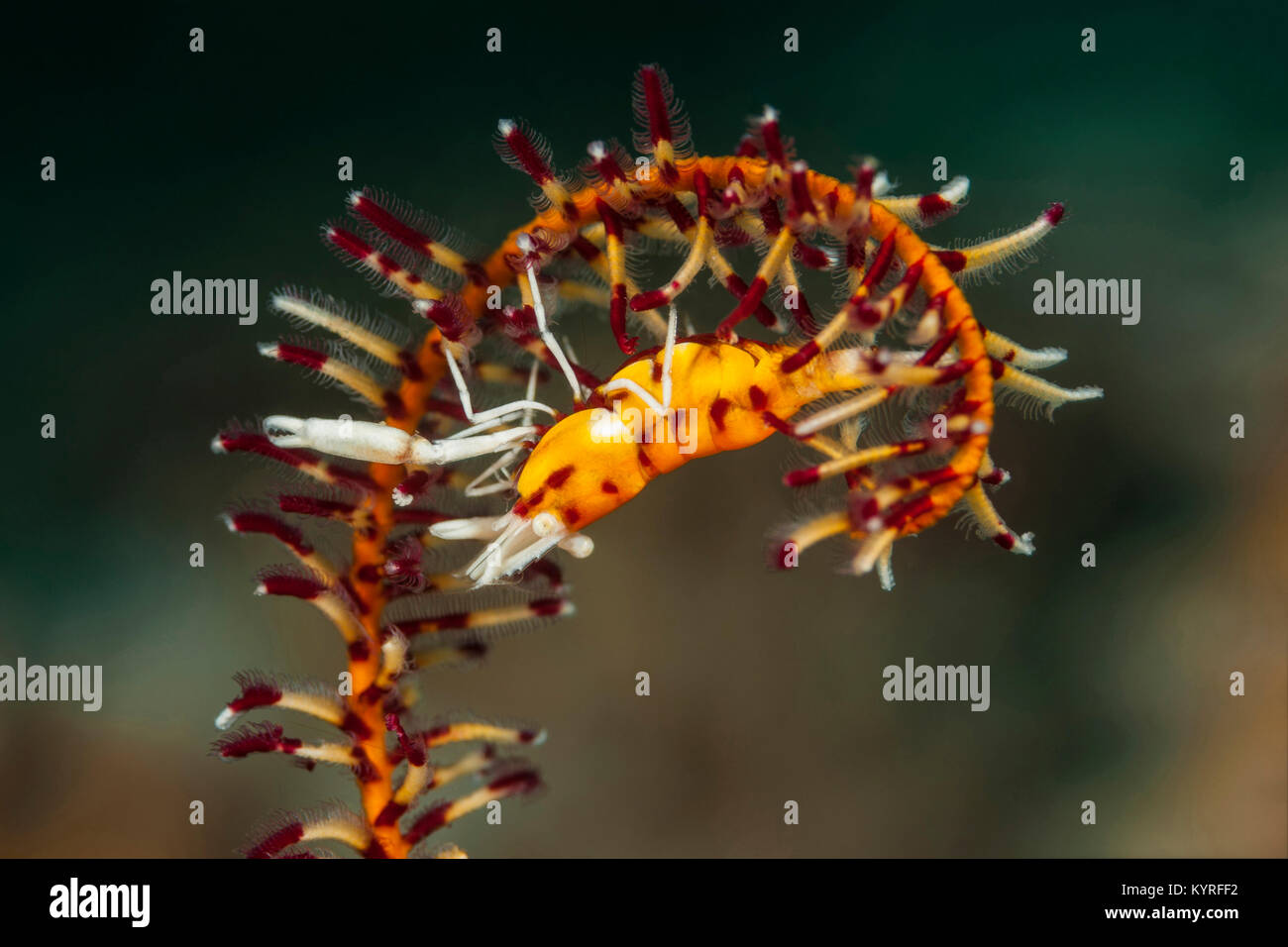 Shrimp (Periclimenes cornutus) on arm of crinoid Stock Photo - Alamy