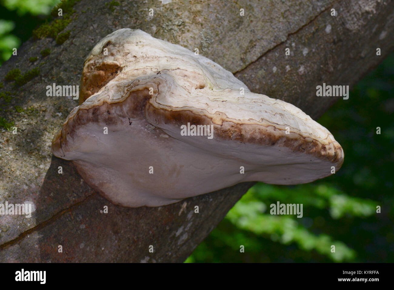 Tinder Polypore, Hoof Fungus (Fomes fomentarius) on a log Stock Photo ...