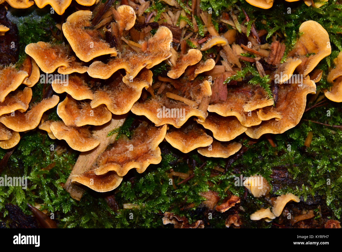 Hairy Stereum (Stereum hirsuitum) plant pathogen mushroom on wood Stock ...