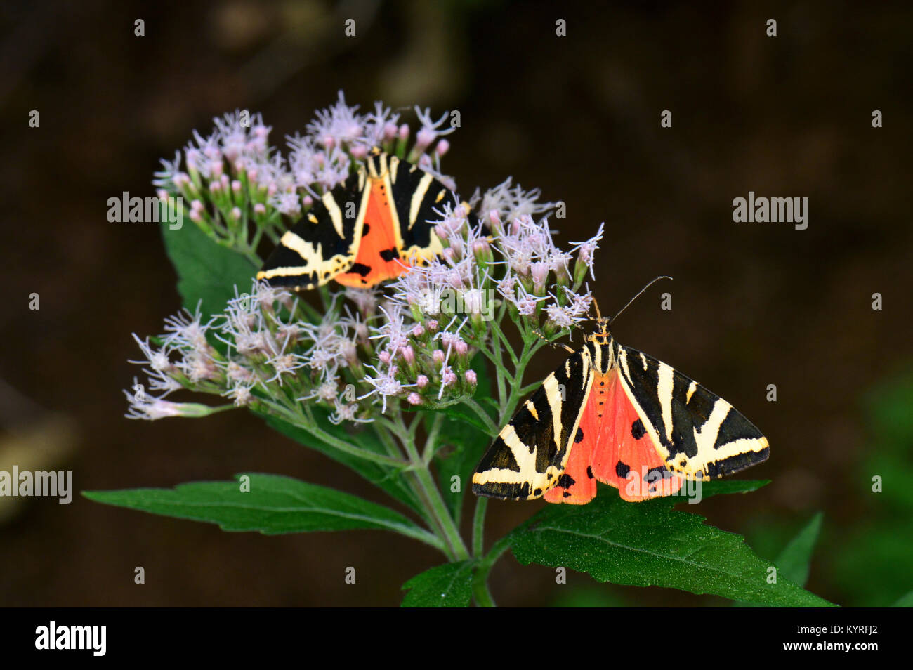 Jersey tiger moth hi-res stock photography and images - Alamy