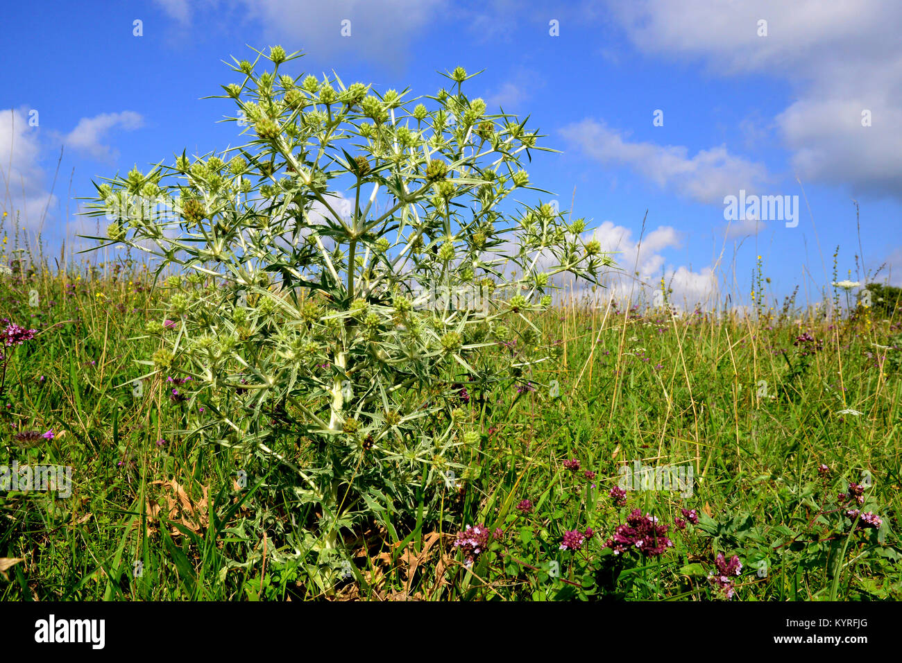 Sea Holly, Field Eryngo (Eryngium campestre), flowering plant Stock ...