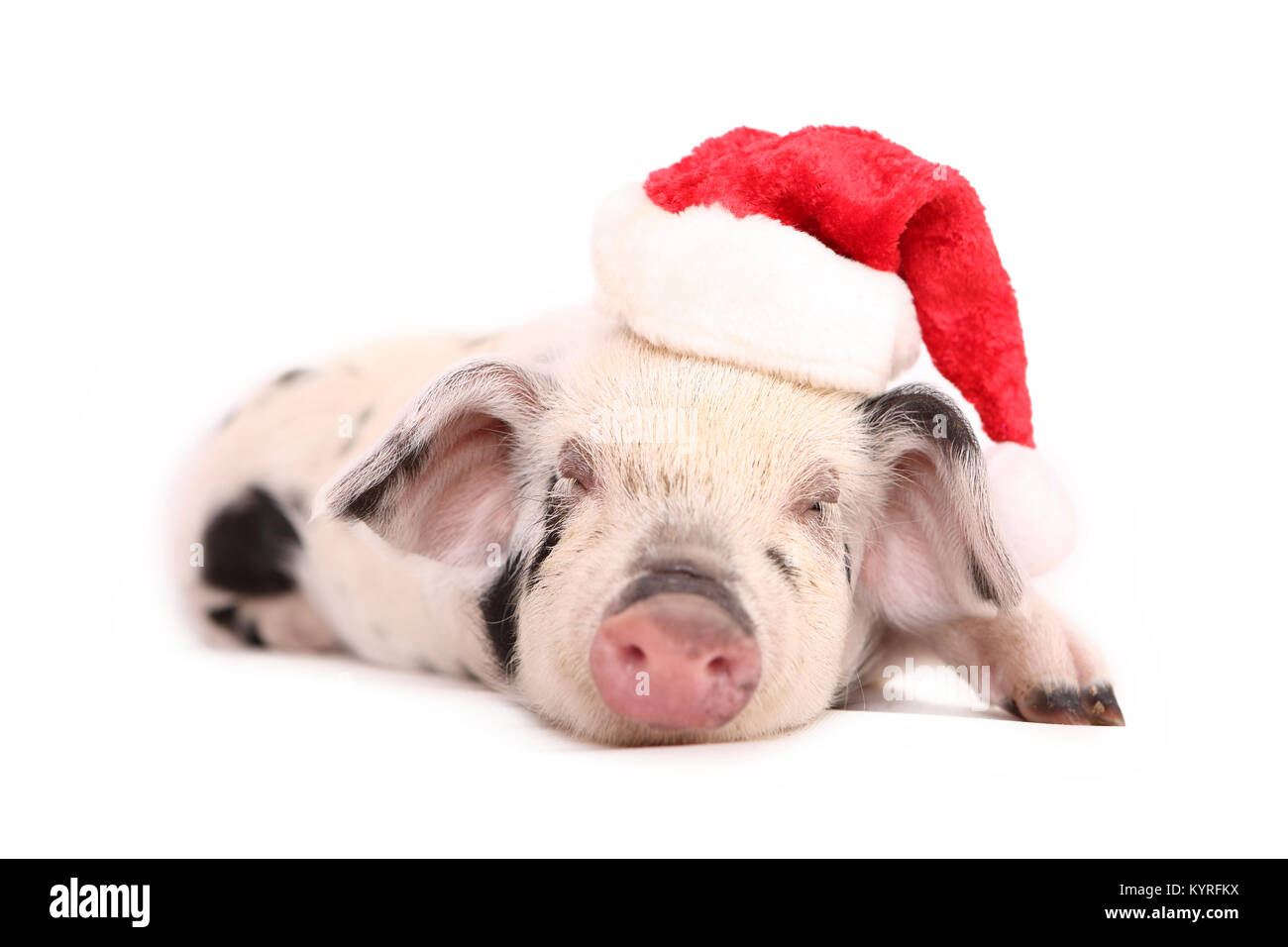 Domestic Pig, Turopolje x ?. Piglet (3 weeks old) sleeping, wearing a ...