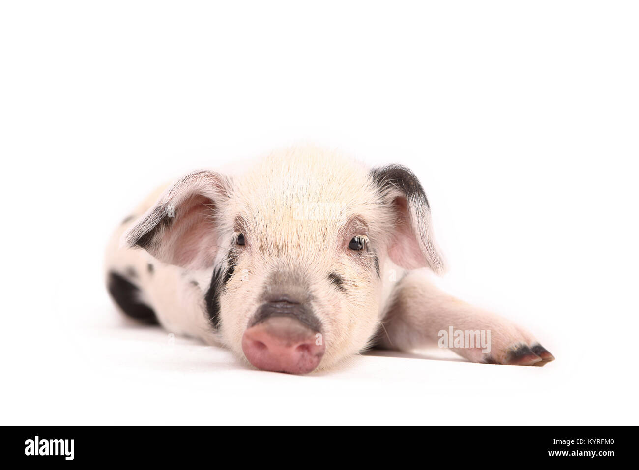 Domestic Pig, Turopolje x ?. Piglet (3 weeks old) lying. Studio picture ...
