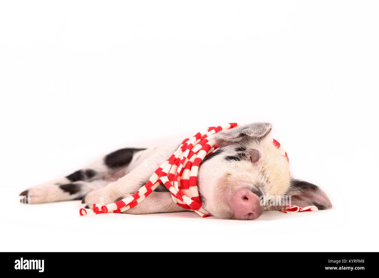 Domestic Pig, Turopolje x ?. Piglet (3 weeks old) sleeping, wearing a ...