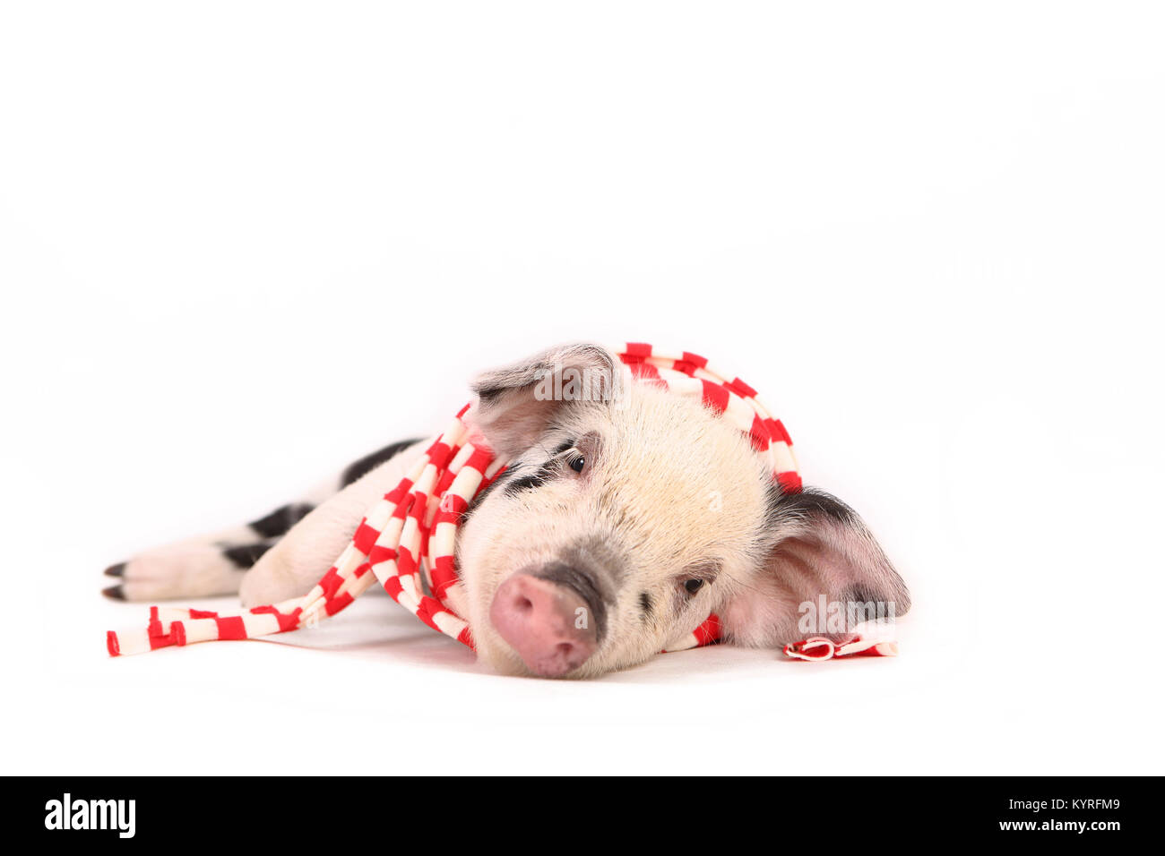 Domestic Pig, Turopolje x ?. Piglet (3 weeks old) lying, wearing a red ...