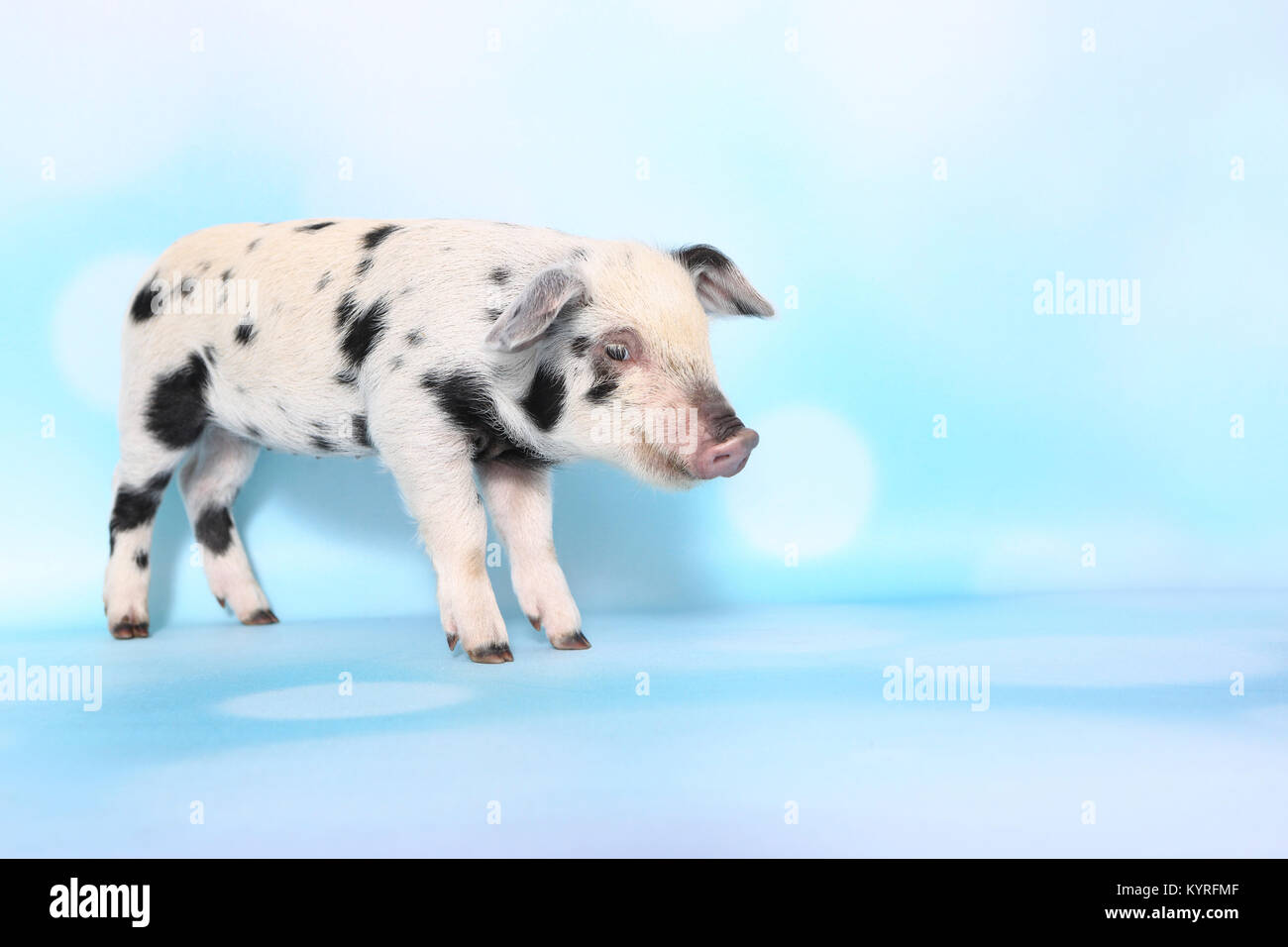 Domestic Pig, Turopolje x ?. Piglet (3 weeks old) standing. Studio ...