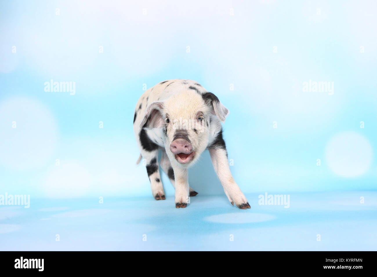 Domestic Pig, Turopolje x ?. Piglet (3 weeks old) standing. Studio ...