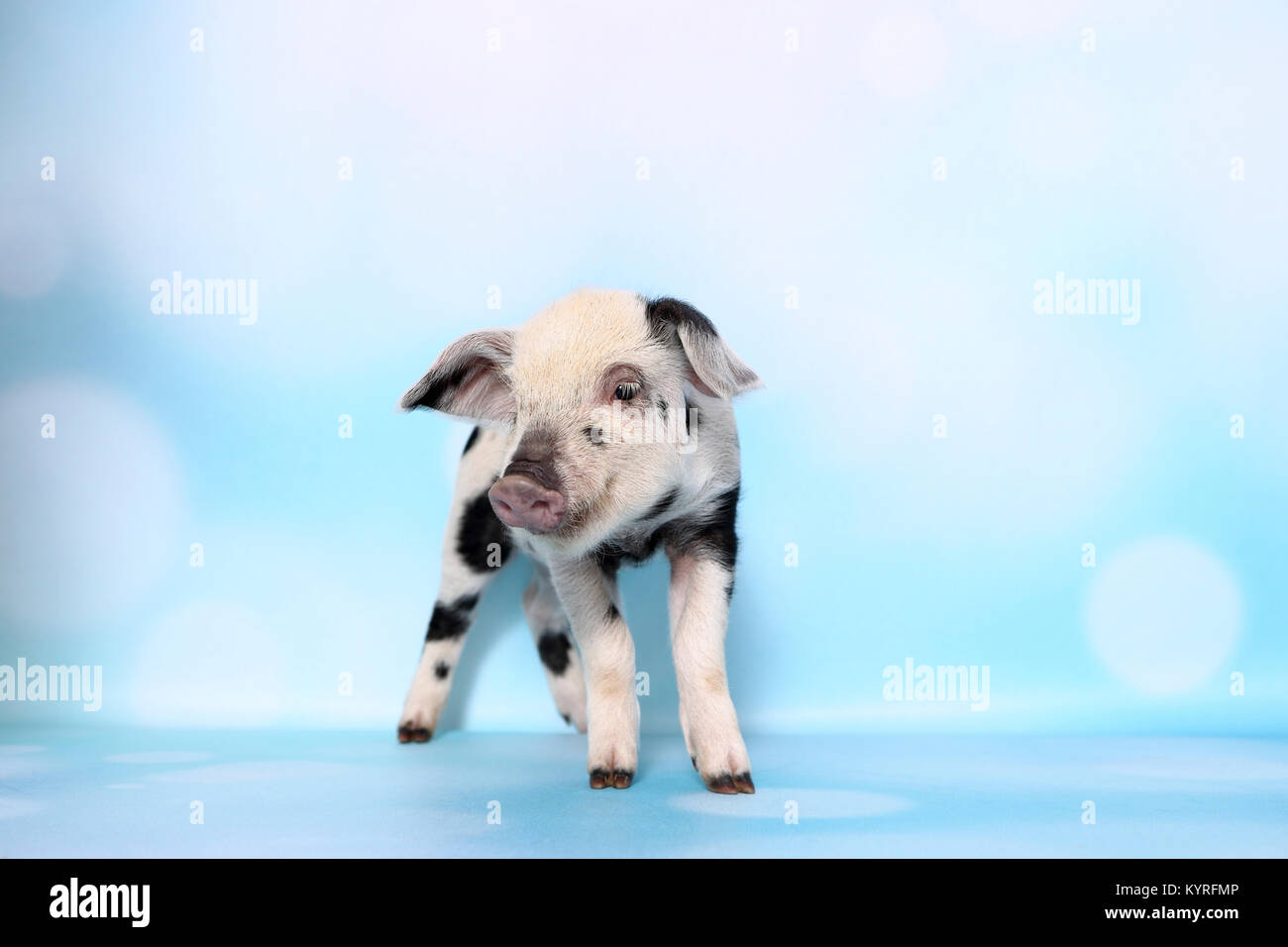 Domestic Pig, Turopolje x ?. Piglet (3 weeks old) standing. Studio ...