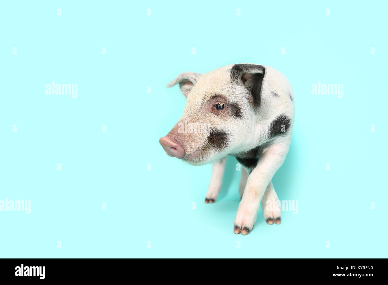 Domestic Pig, Turopolje x ?. Piglet (3 weeks old) standing. Studio ...