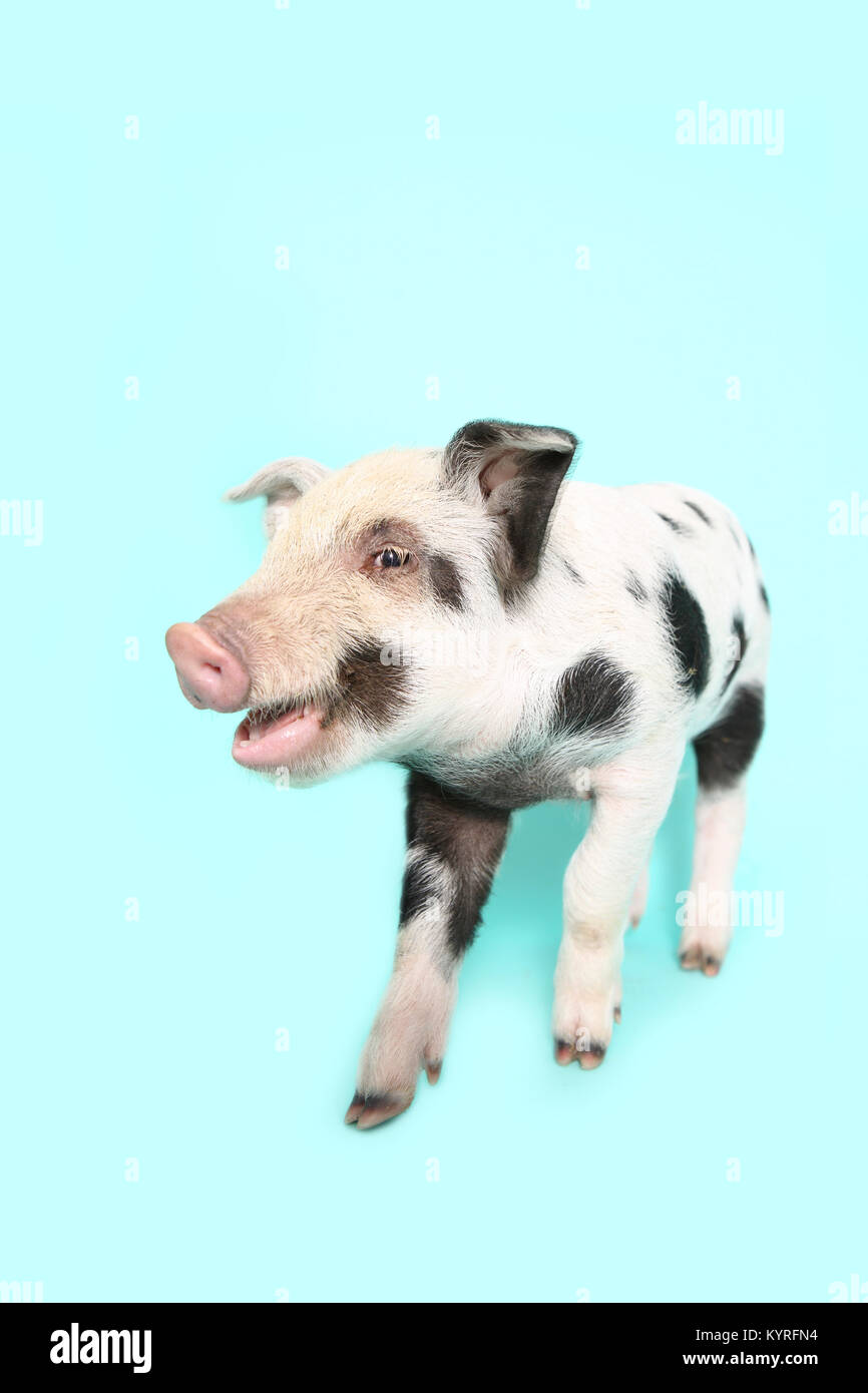 Domestic Pig, Turopolje x ?. Piglet (3 weeks old) standing. Studio ...