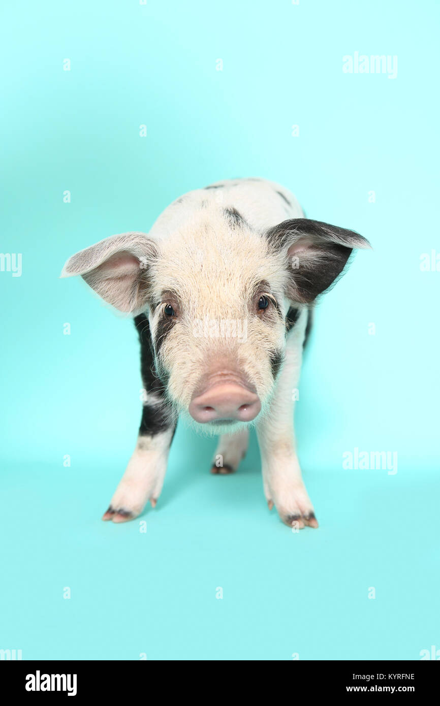 Domestic Pig, Turopolje x ?. Piglet (3 weeks old) standing. Studio ...