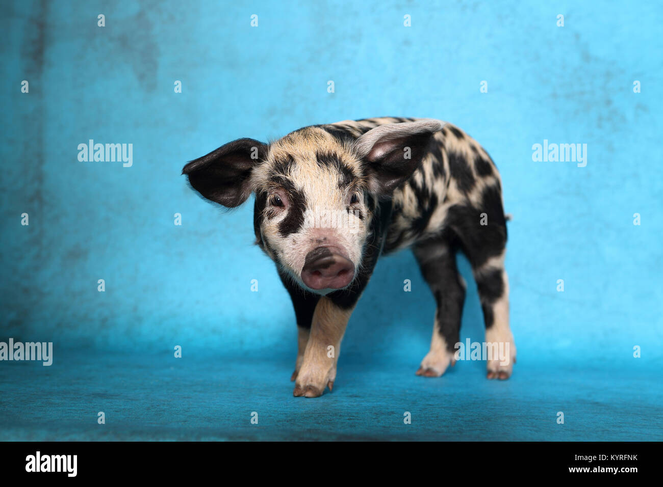 Domestic Pig, Turopolje x ?. Piglet (2 weeks old) standing. Studio ...