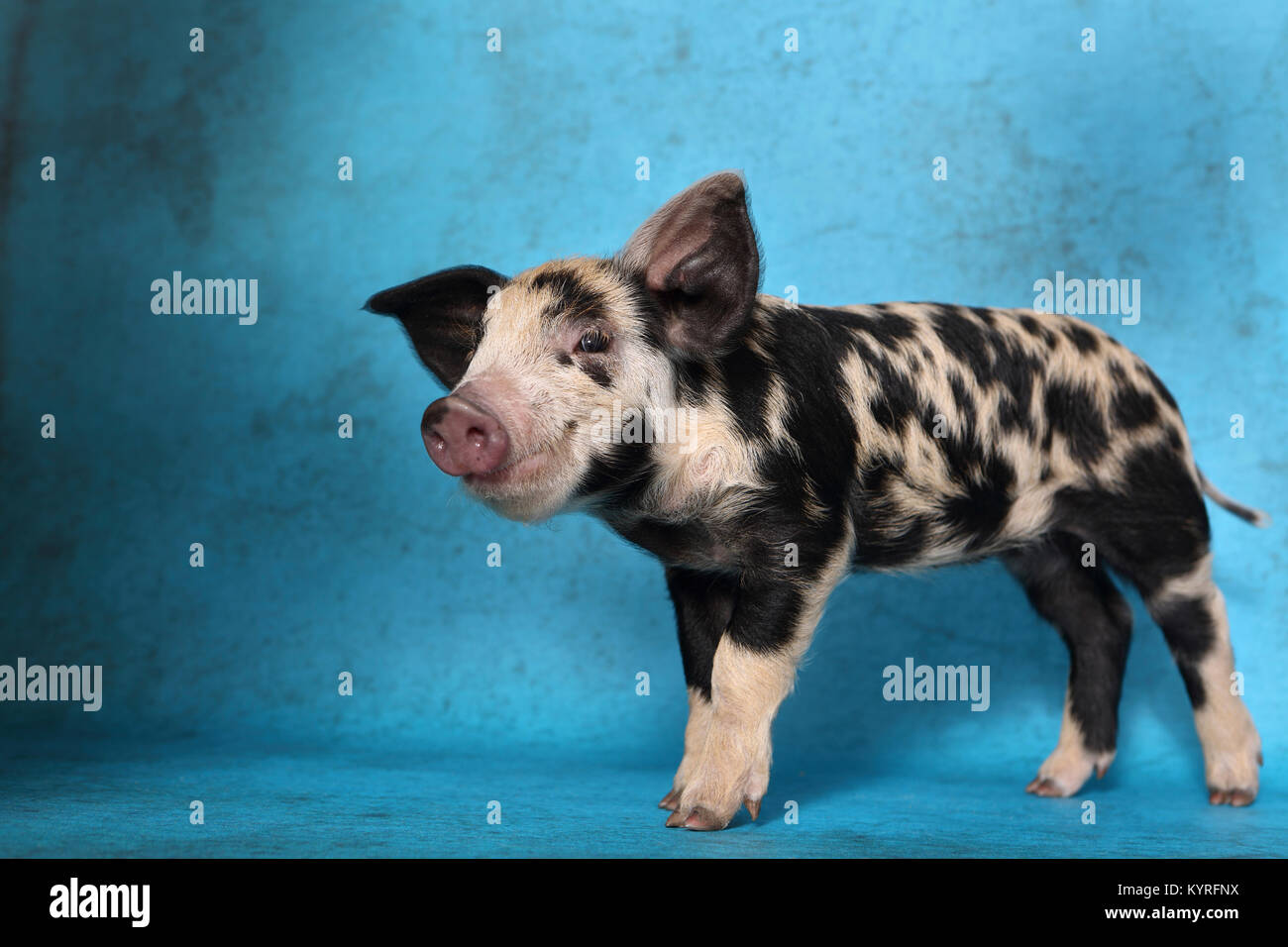 Domestic Pig, Turopolje x ?. Piglet (2 weeks old) standing. Studio ...