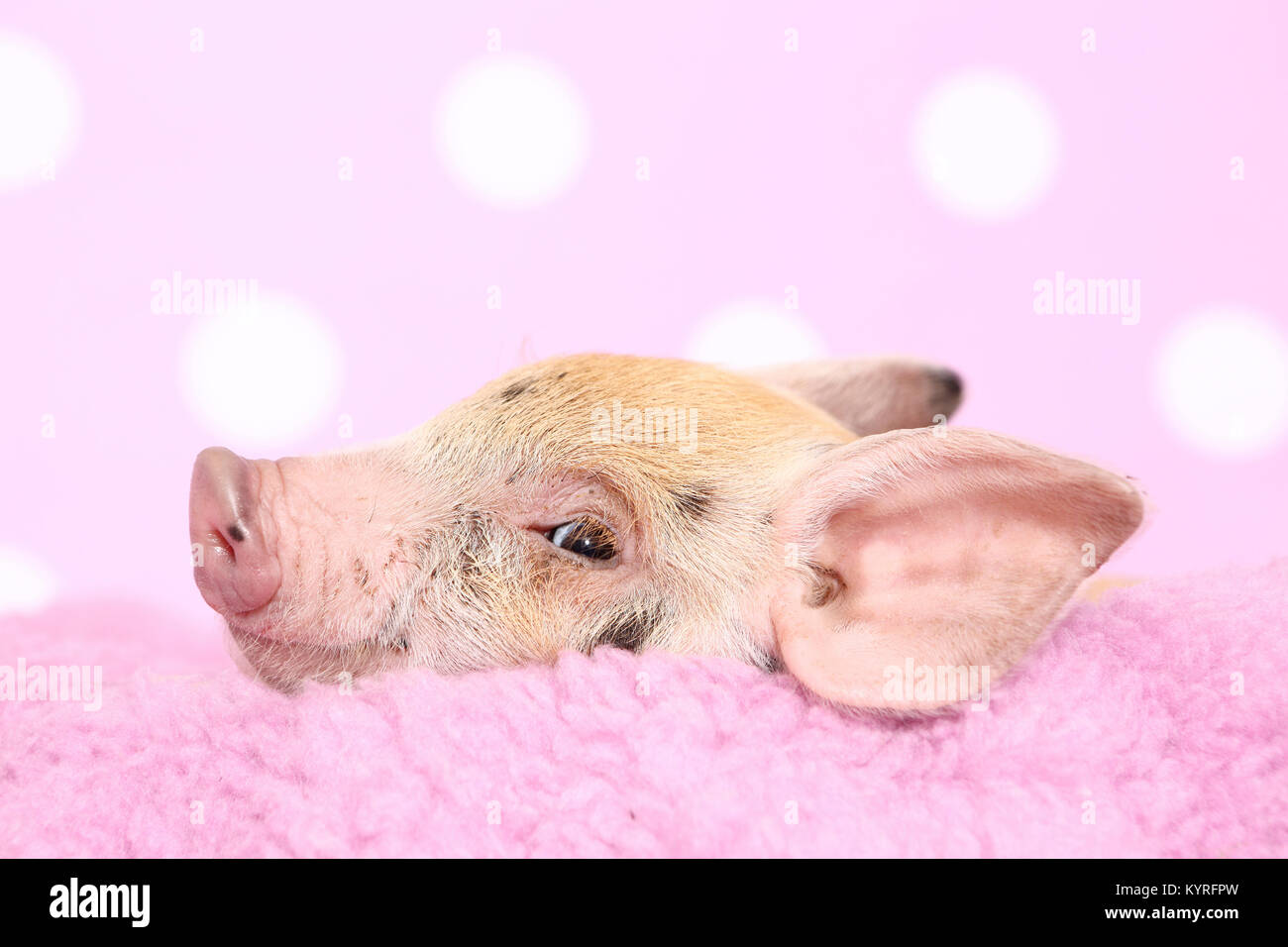 Domestic Pig, Turopolje x ?. Piglet (2 weeks old) lying on a pink ...