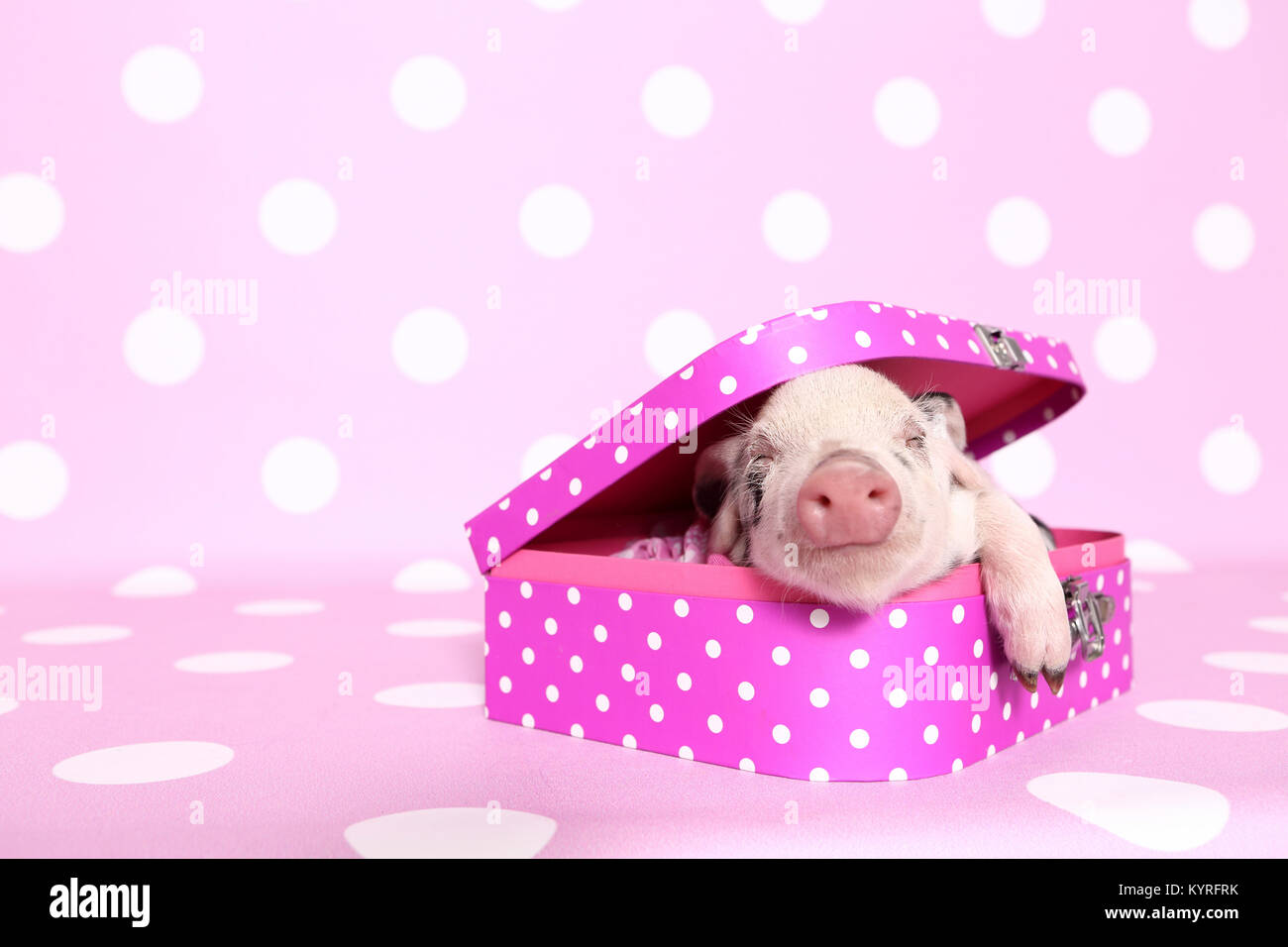 Domestic Pig, Turopolje x ?. Piglet (3 weeks old) sleeping in a pink ...