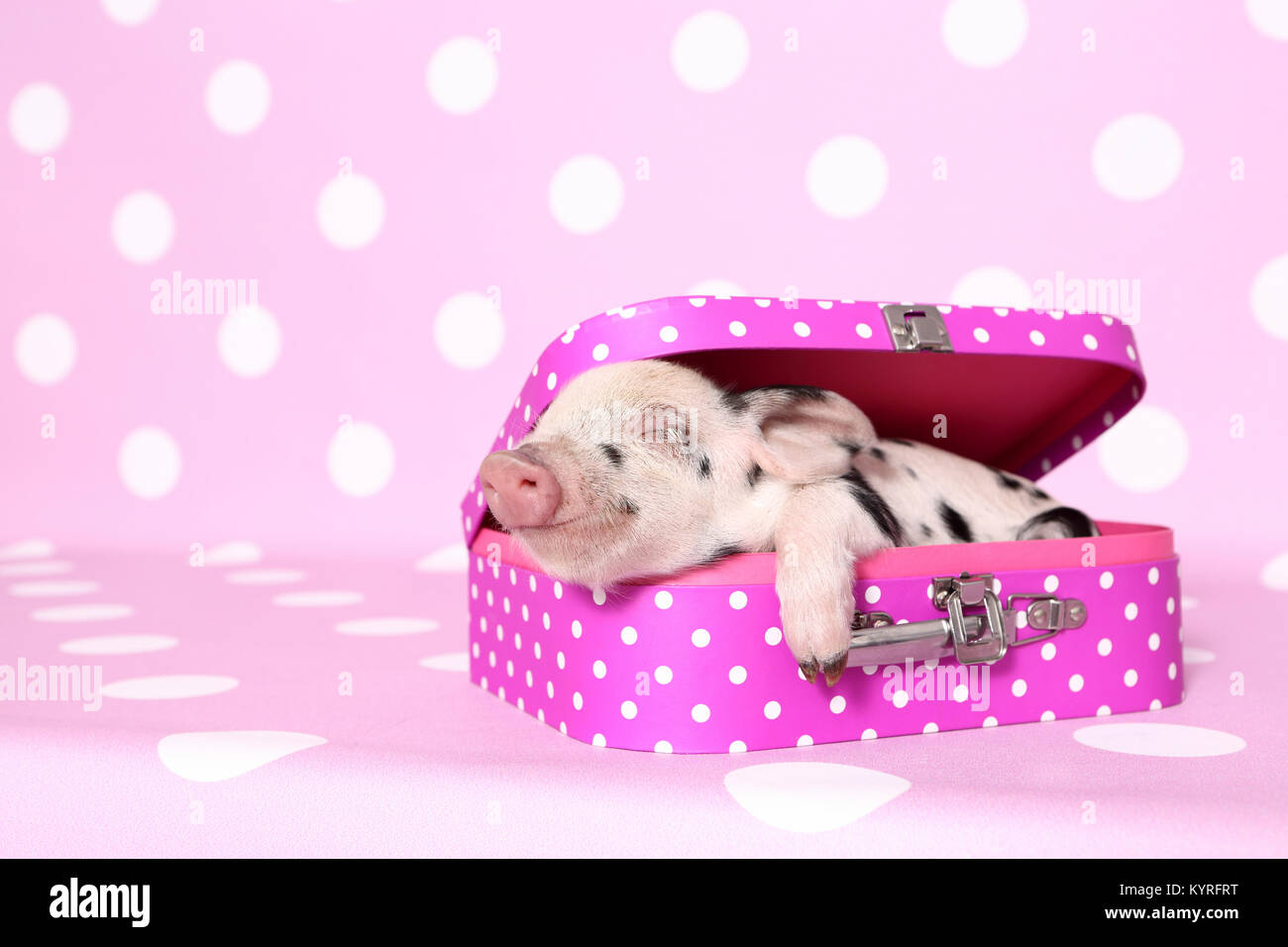Domestic Pig, Turopolje x ?. Piglet (3 weeks old) sleeping in a pink ...